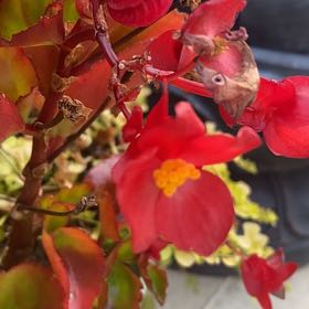 Senator White Wax Begonia Plant Care: Water, Light, Nutrients | Greg App 🌱