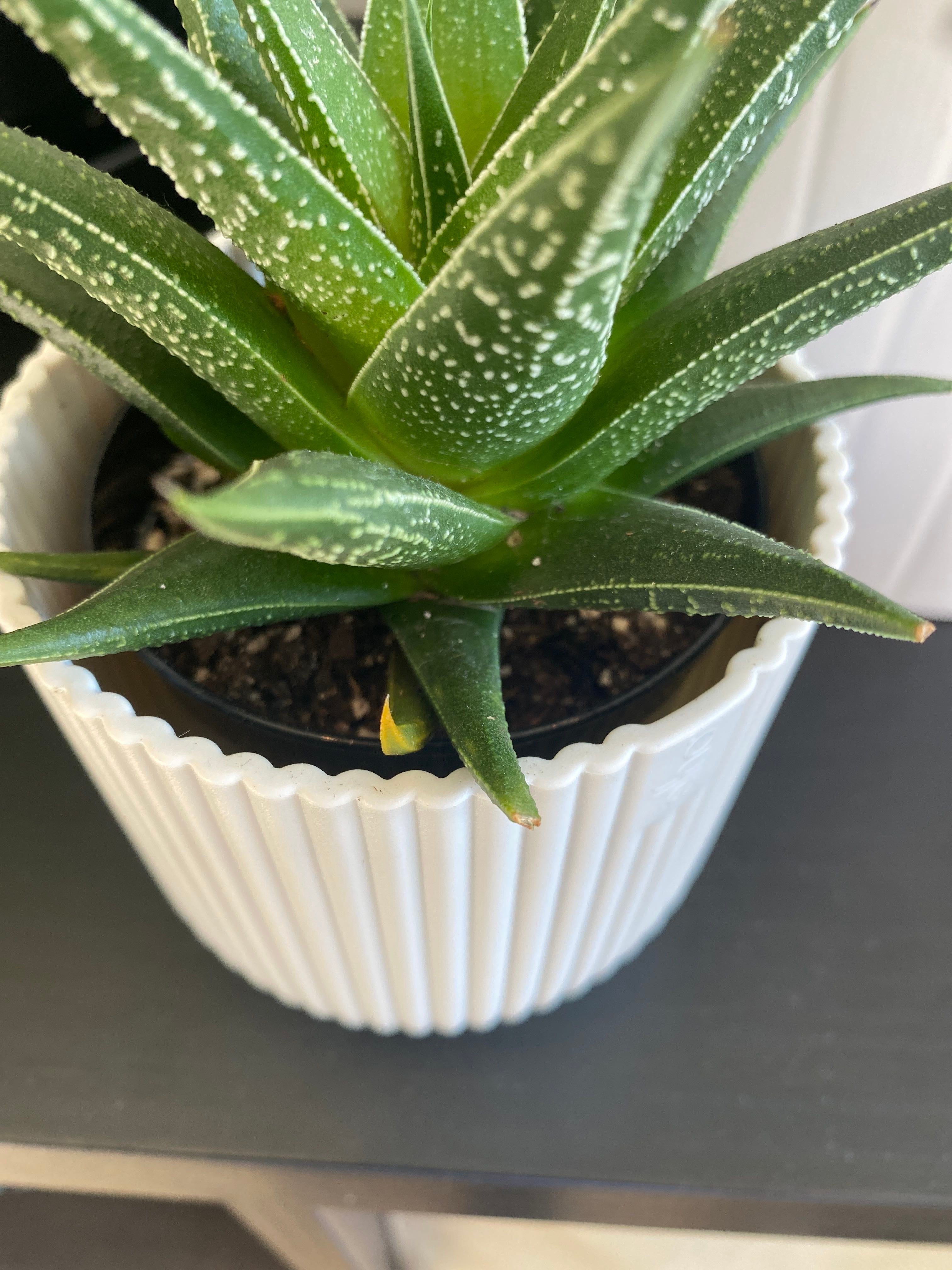 Lace Aloe Care 101: Water, Light & Growing Tips