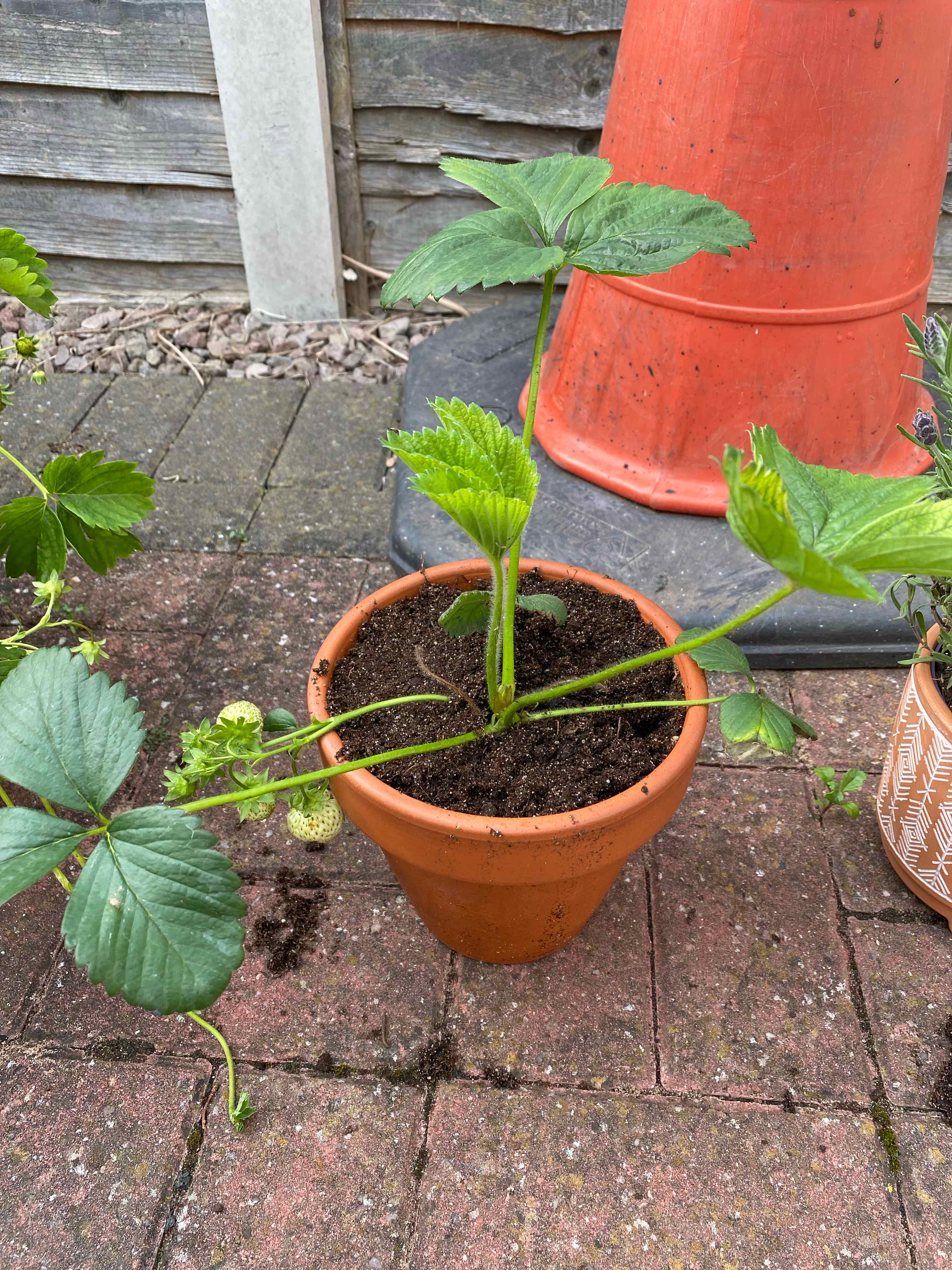 🍓 Why Are My Strawberry Leaves Droopy?