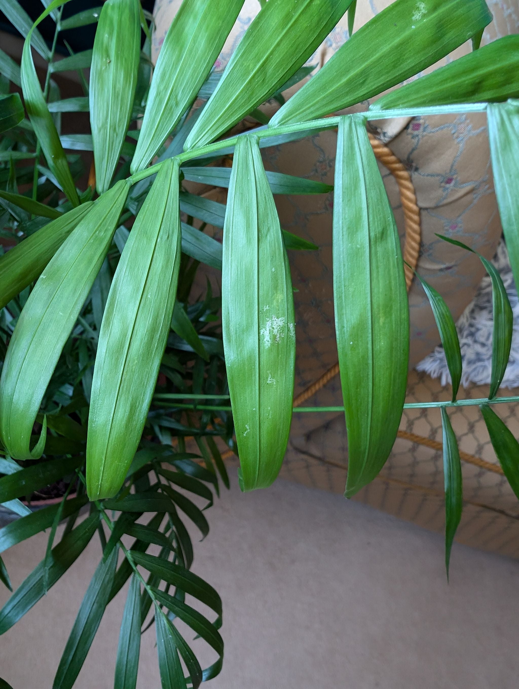 How to Care for Baby Queen Palm: Mastering Water, Sunlight & More