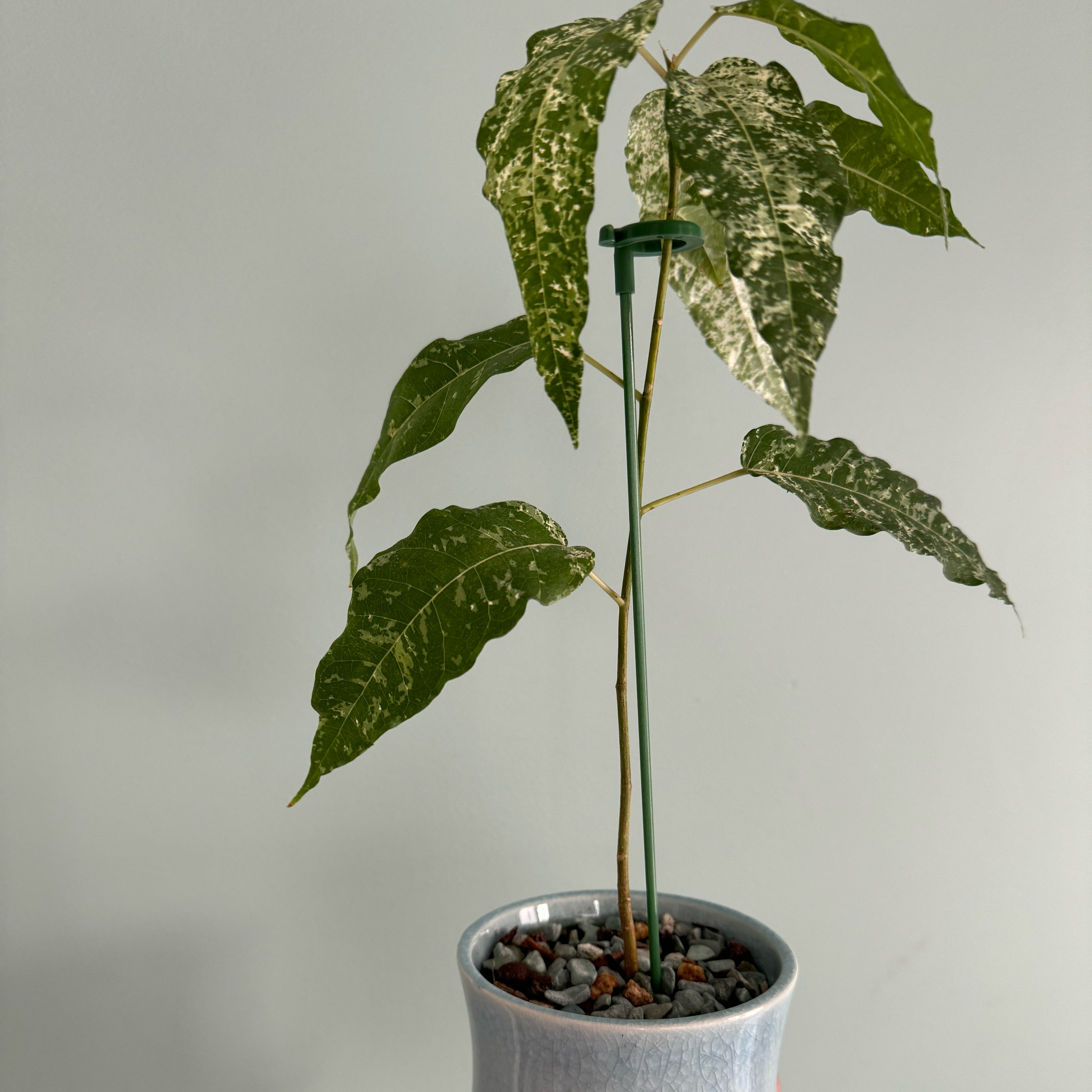How to Care for Ficus blizzard/snowstorm: Mastering Water, Sunlight & More