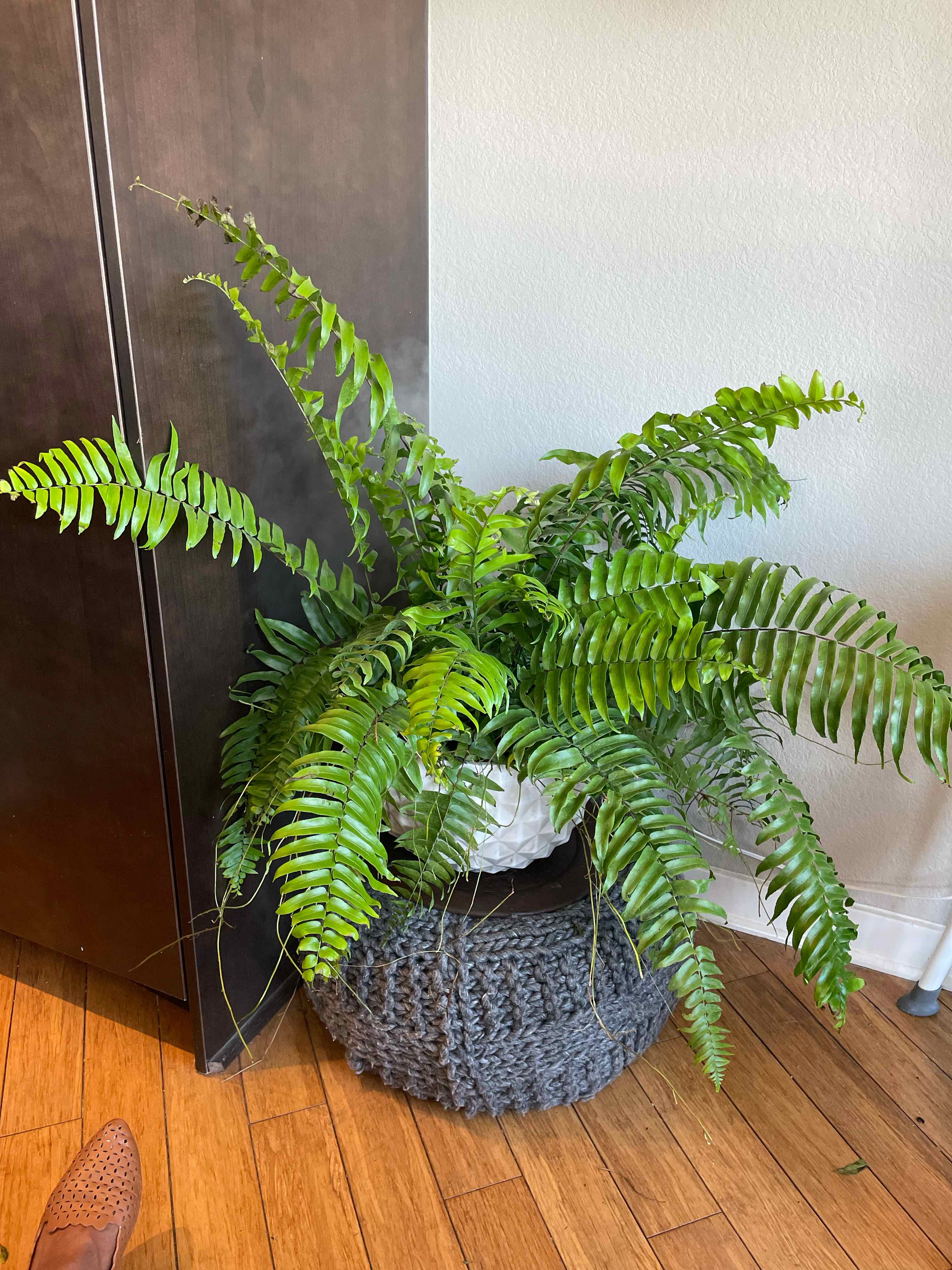 Symbolism and Benefits of the Jester's Crown Fern