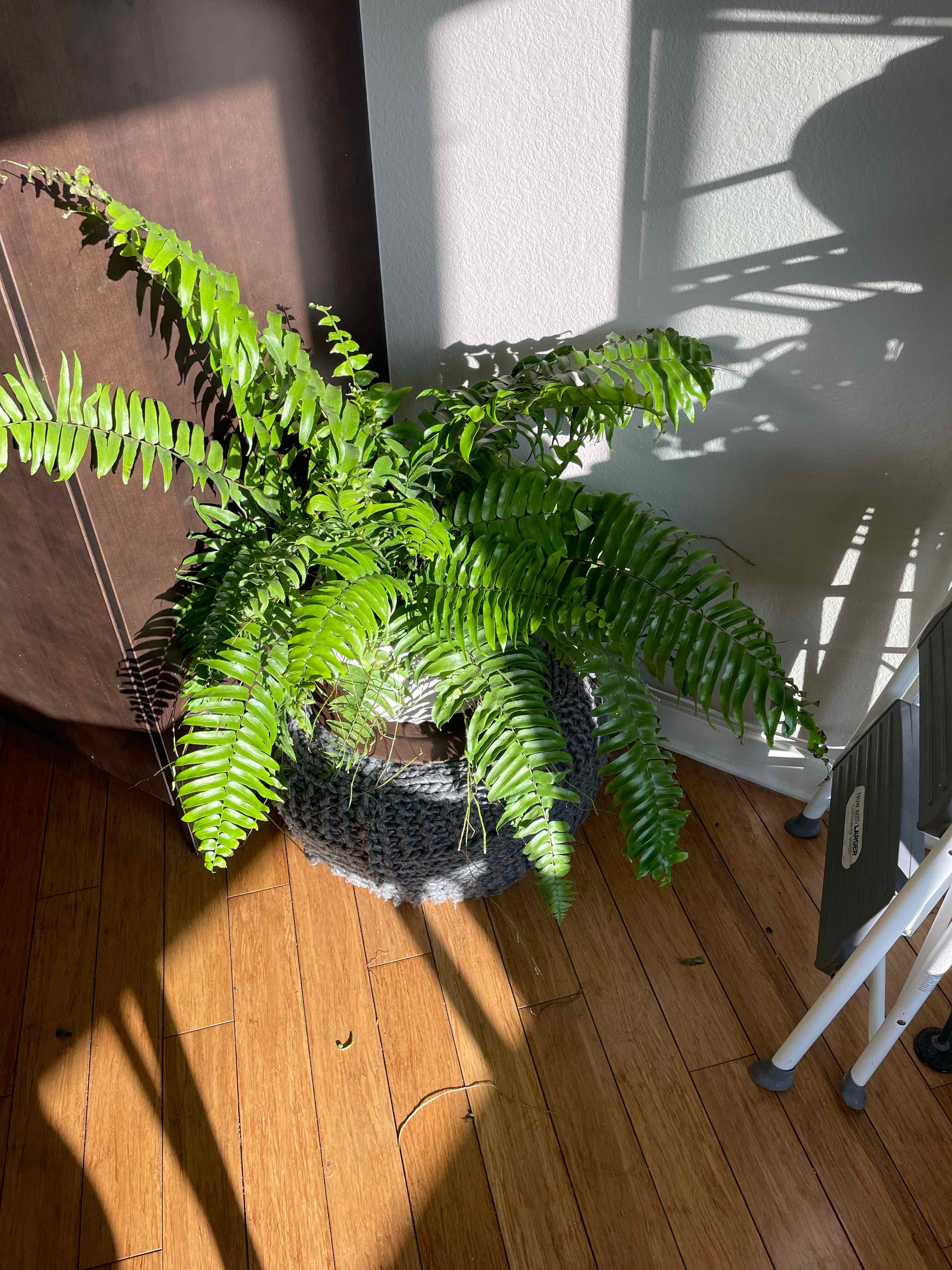 Why Are My Jester's Crown Fern Leaves Mushy?