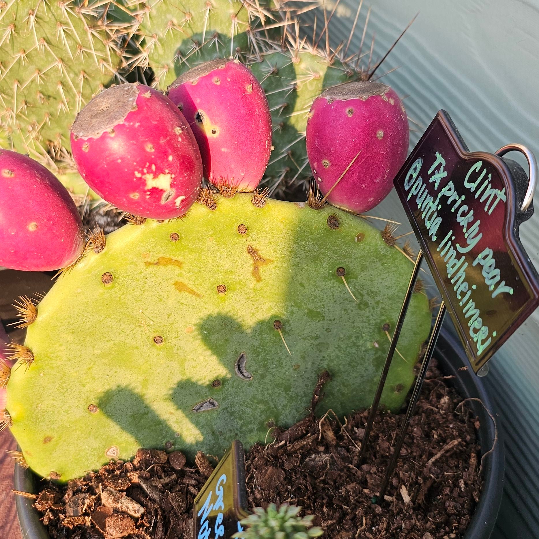 Keep Your Prickly Pear Alive: Light, Water & Care Instructions