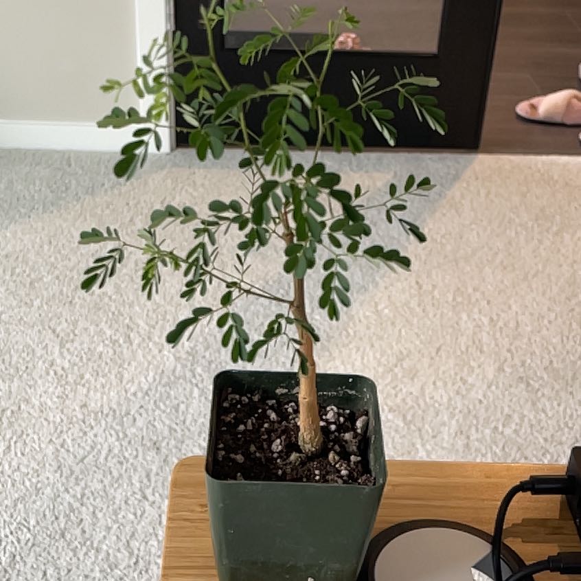 Black Monkey Thorn Tree Plant Care: Water, Light, Nutrients | Greg App 🌱