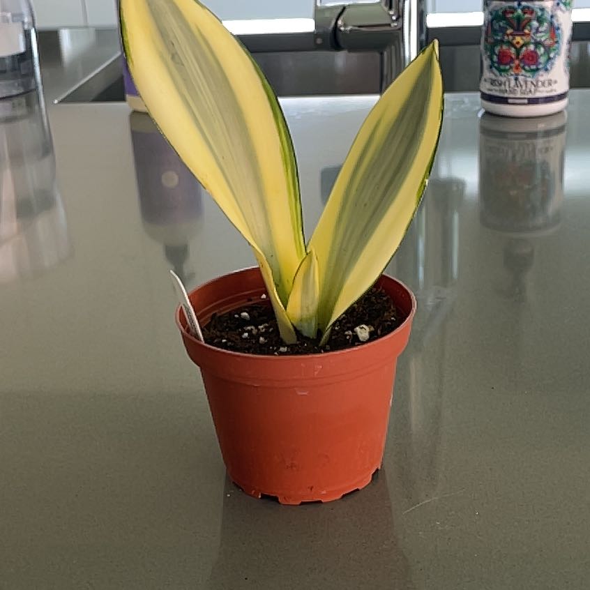 Ghost Snake Plant Care 101: Water, Light & Growing Tips
