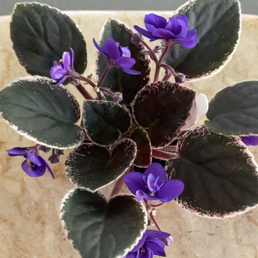 The Complete Rob's Hallucination African Violet Plant Care Guide: Water ...