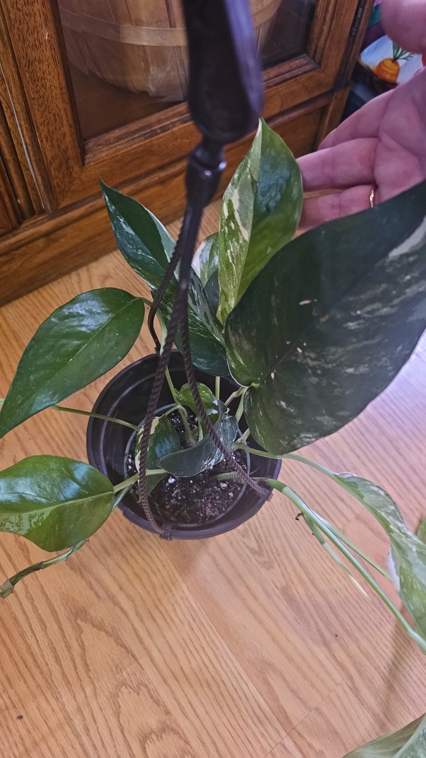 Plant mail. I love the variegation of my new Epi Pinnatum...