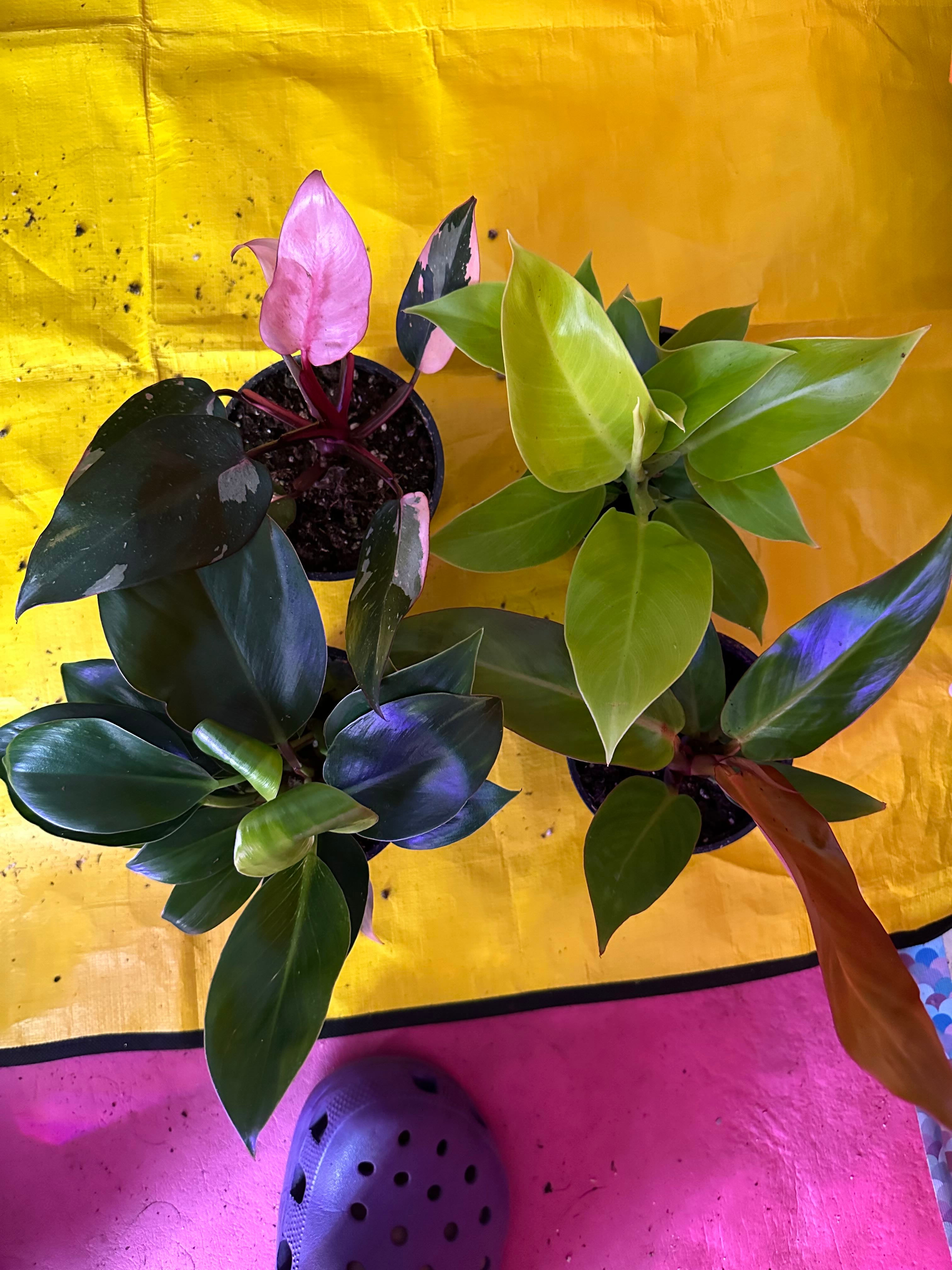 The Complete Rudolph Philodendron Plant Care Guide: Water, Light & Beyond