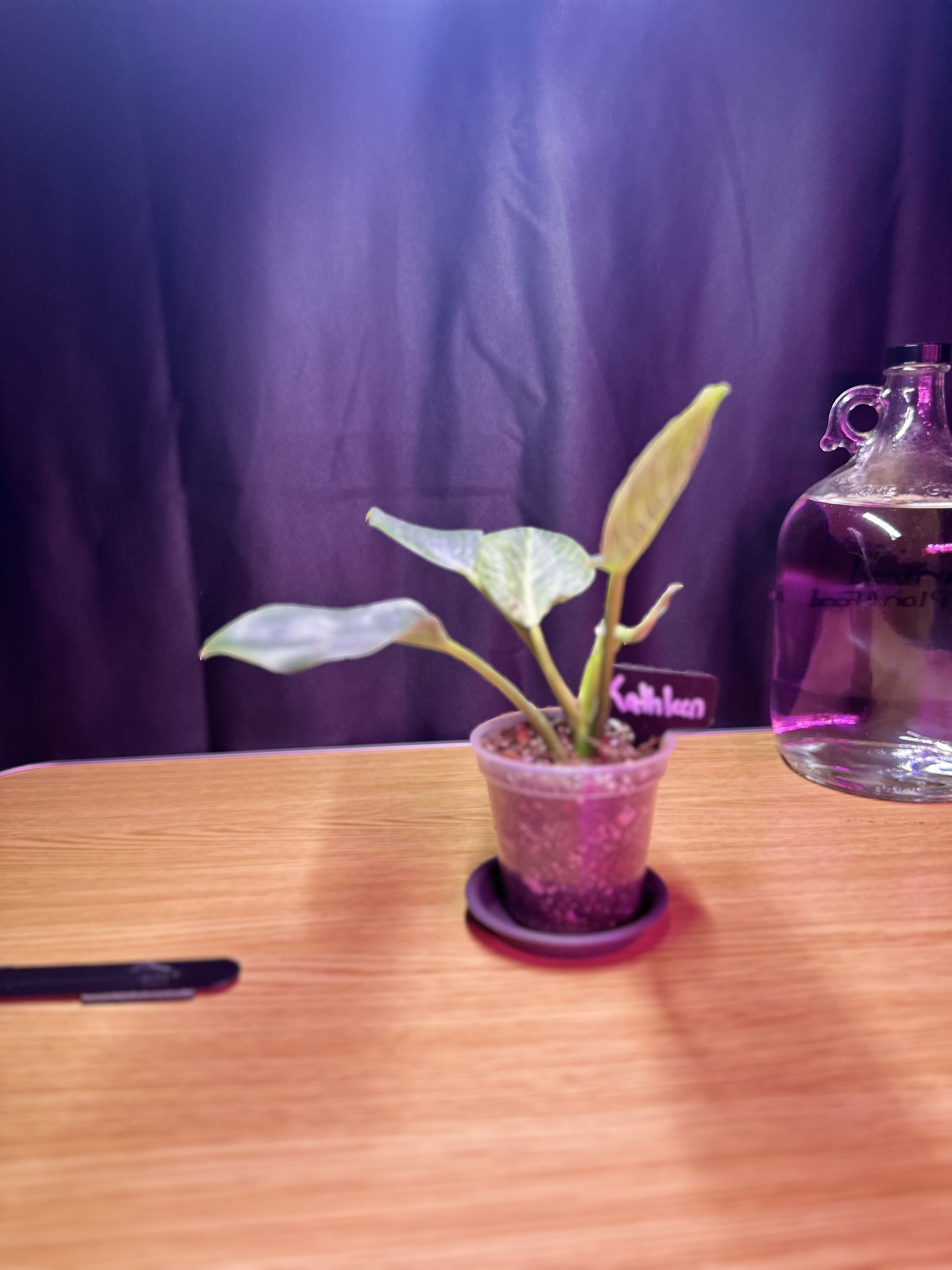 The Complete Philodendron 'Felix' Plant Care Guide: Water, Light & Beyond
