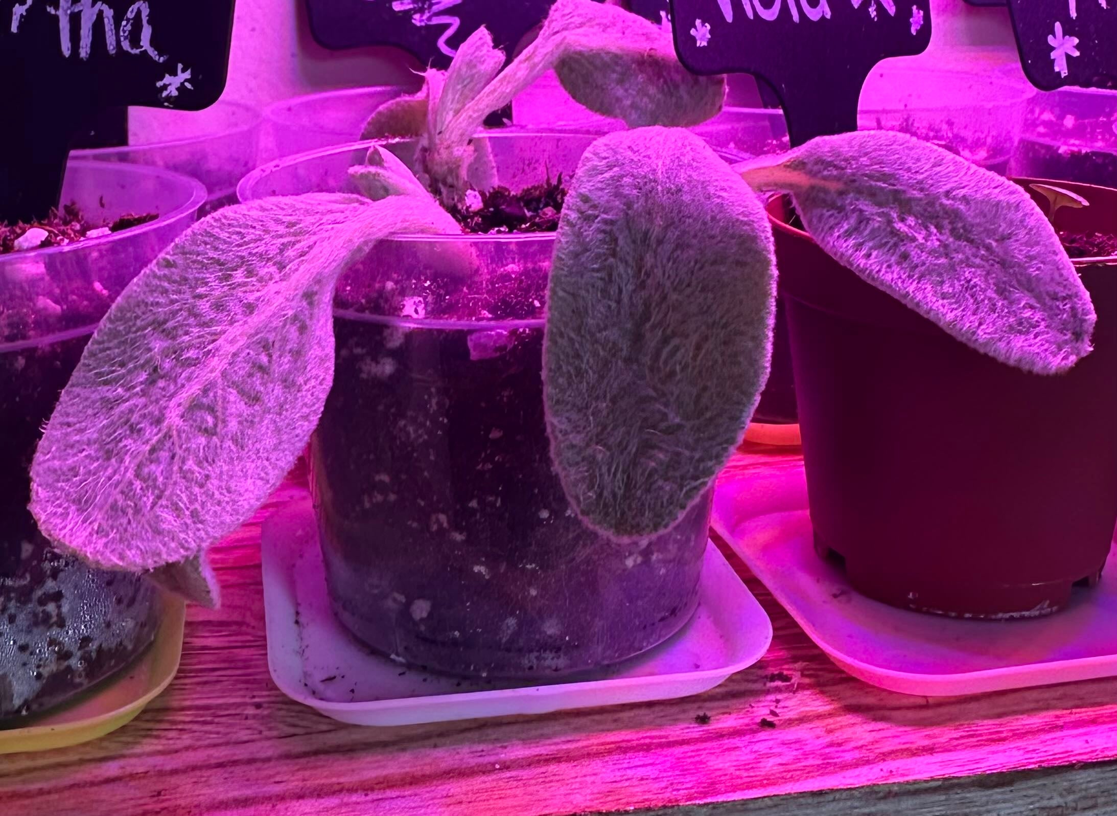 🐑 Propagating My Lamb's Ear: Step-by-Step Guide