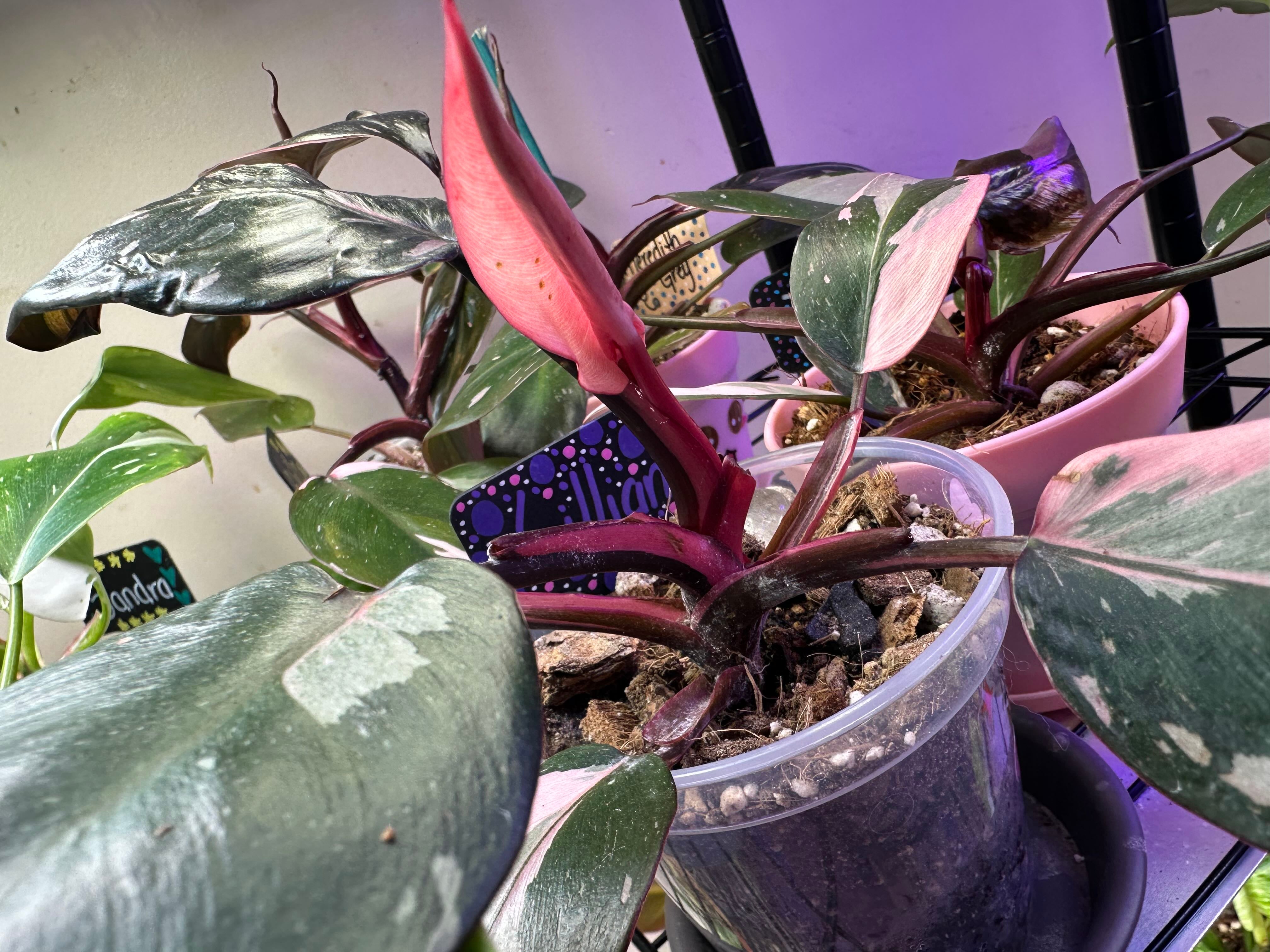 🌸 Top 5 Tips for Choosing Philodendron 'Pink Princess' Soil