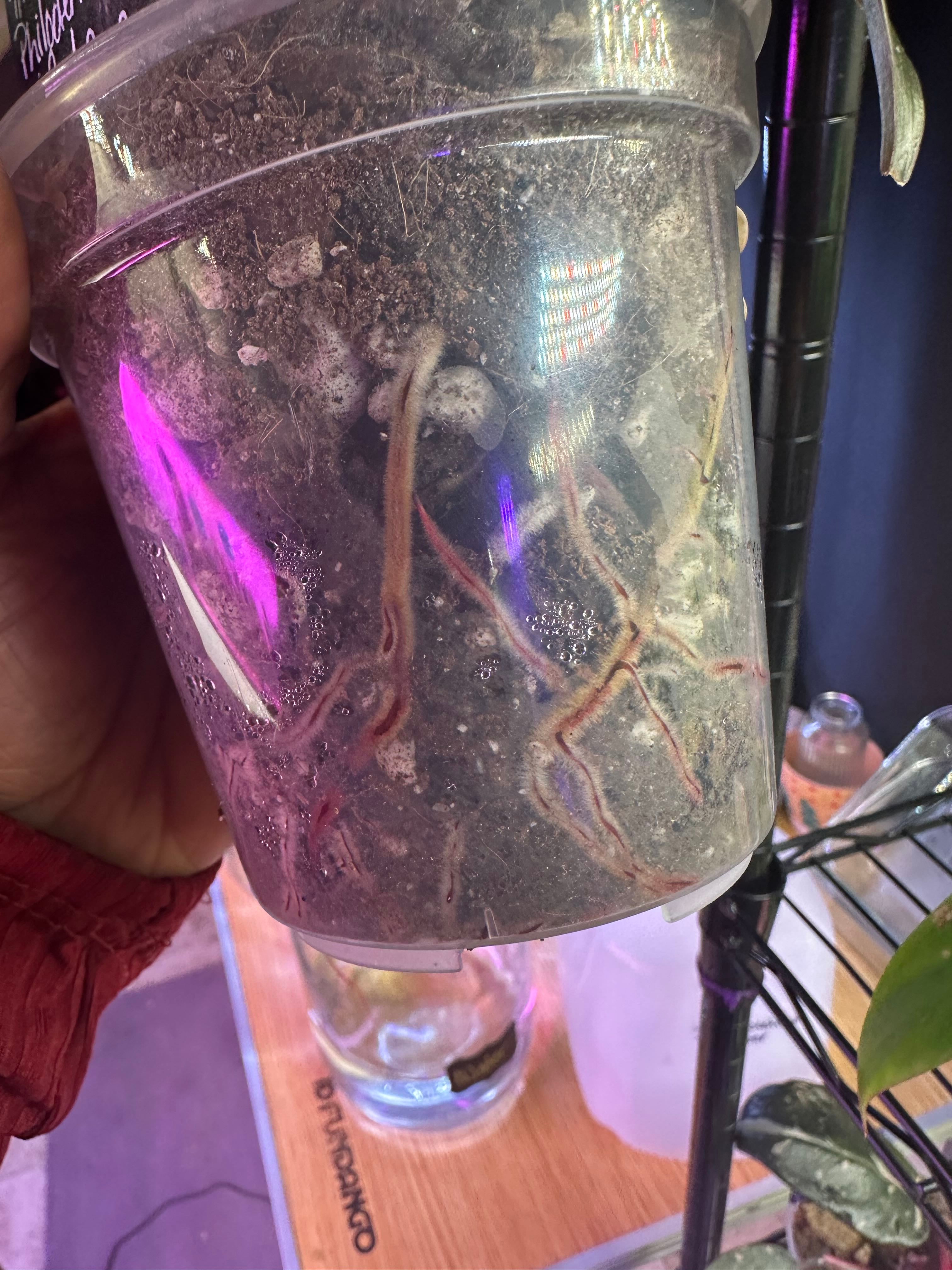 Linnaei Kunth Care 101: Water, Light & Growing Tips