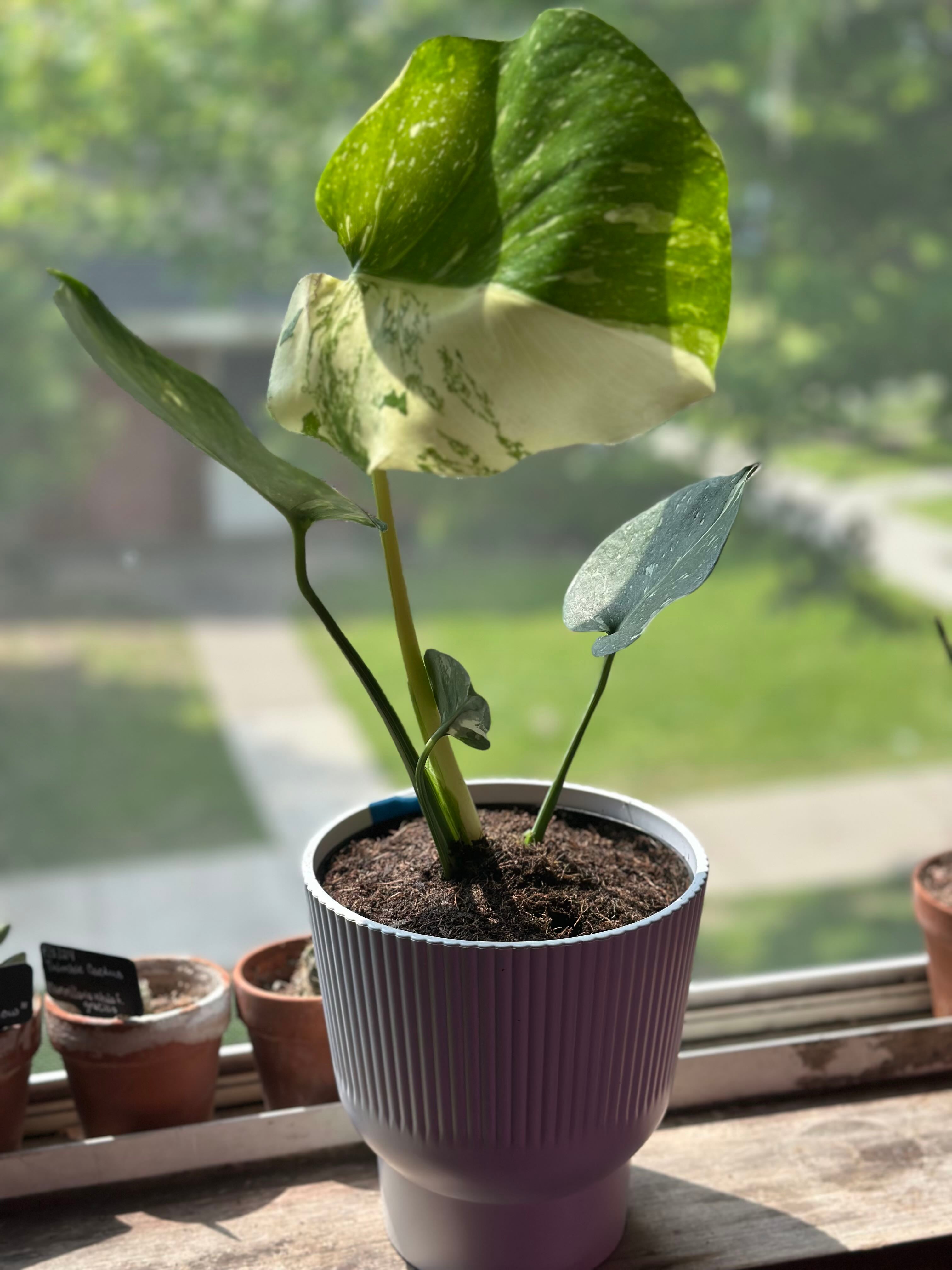 Keep Your Monstera integrifolia Alive: Light, Water & Care Instructions