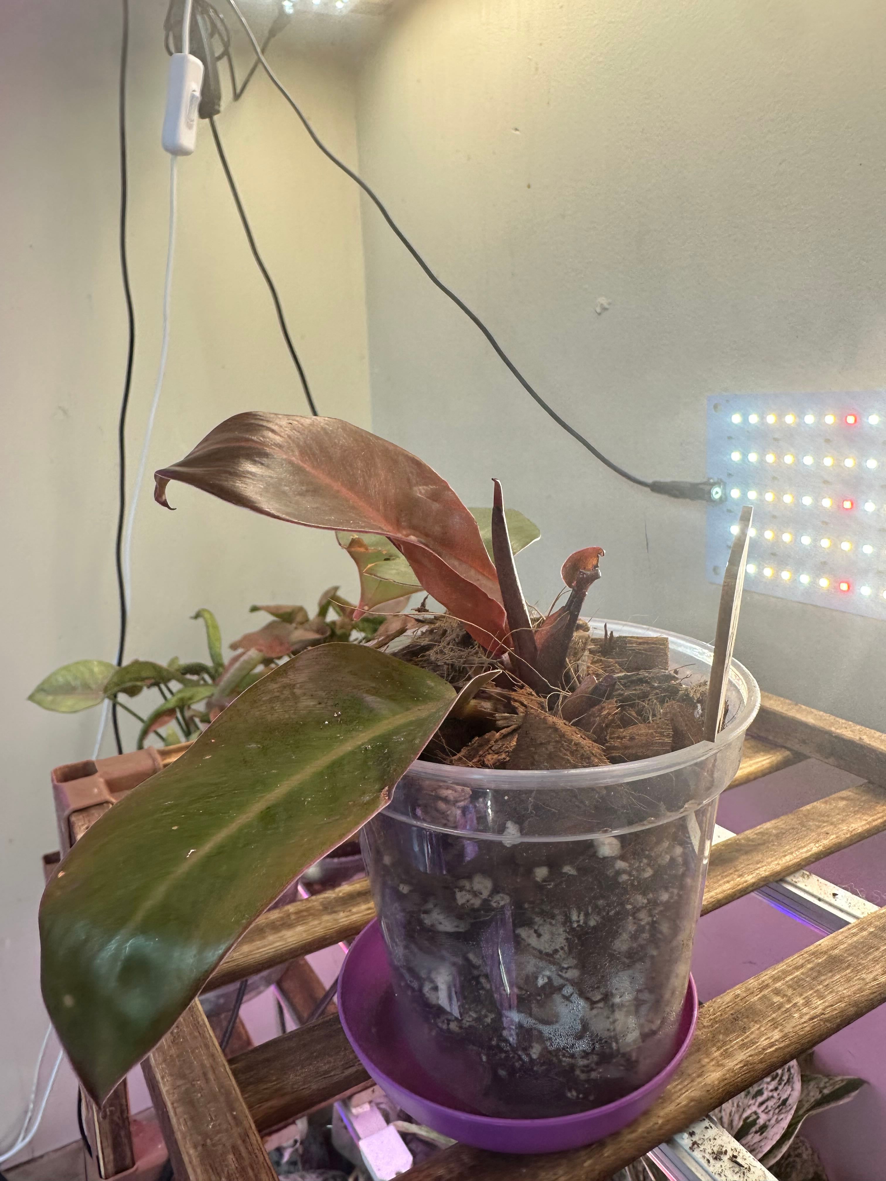 Keep Your Rudolph Philodendron Alive: Light, Water & Care Instructions