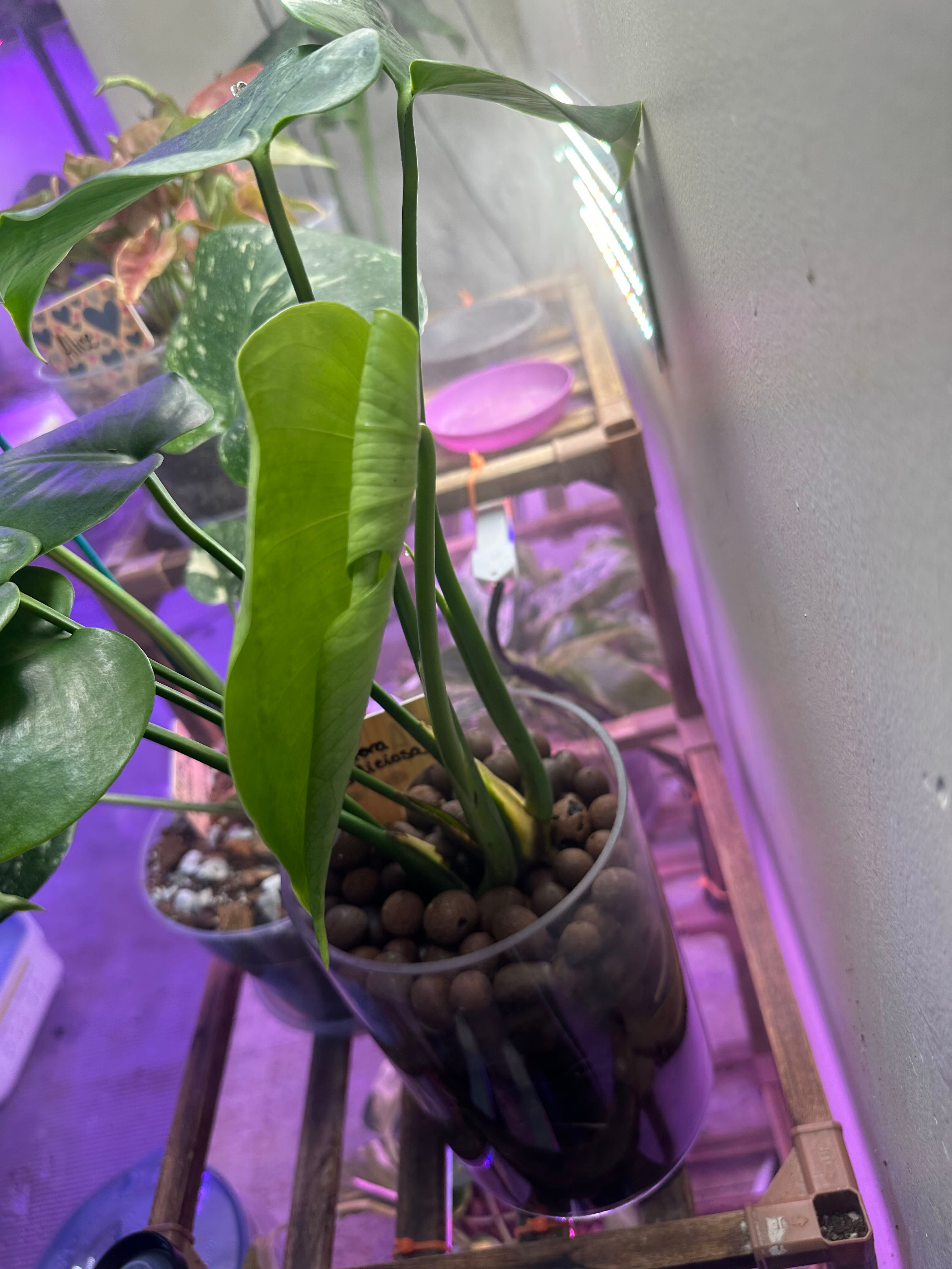 Monstera 'Little Swiss' Varieties that Belong in Your Garden 🌼