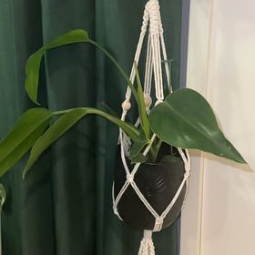 Keep Your Philodendron Little Apple Alive: Light, Water & Care Instructions