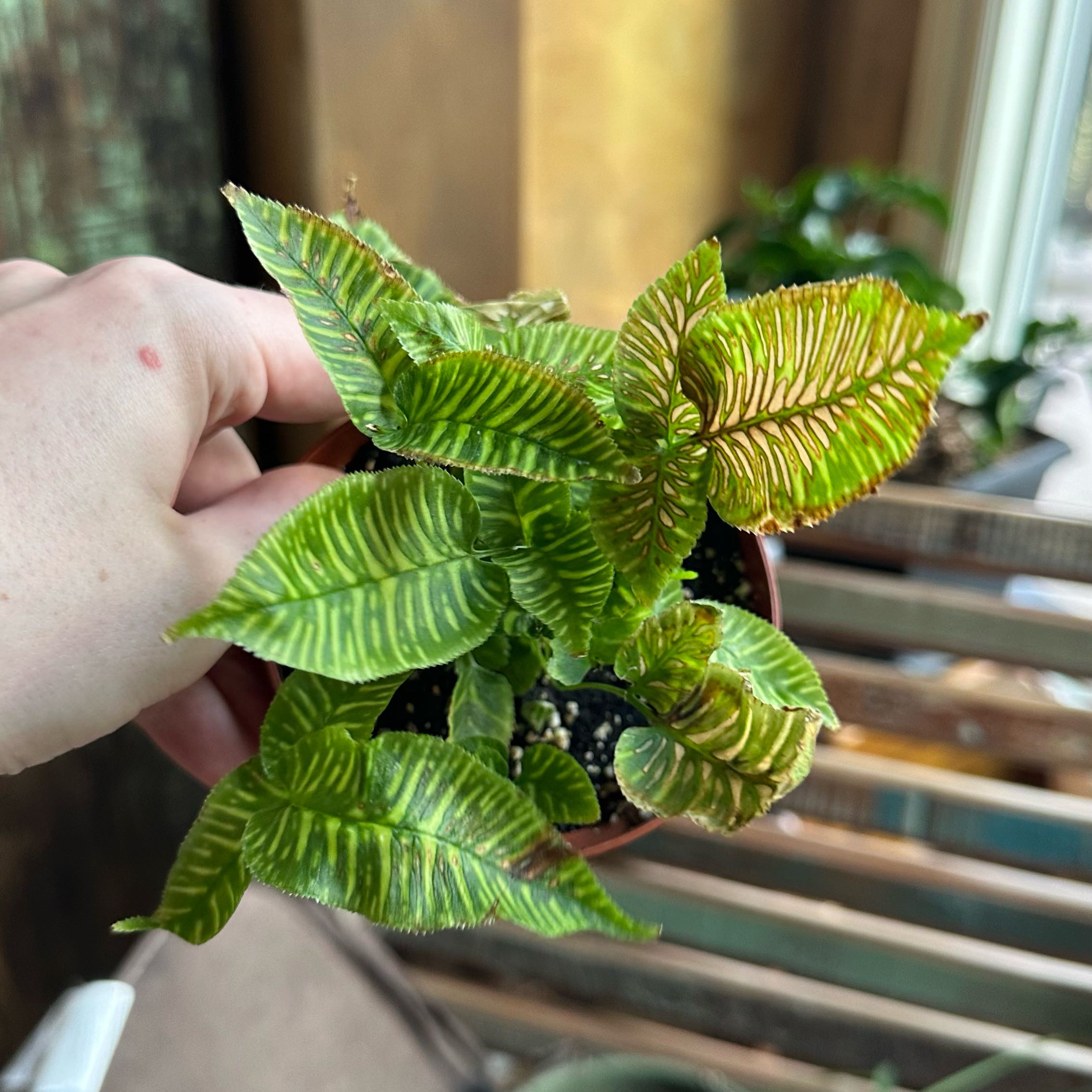 Bamboo Golden Zebra FERN: How Much Water & Light Does it Need to Thrive?