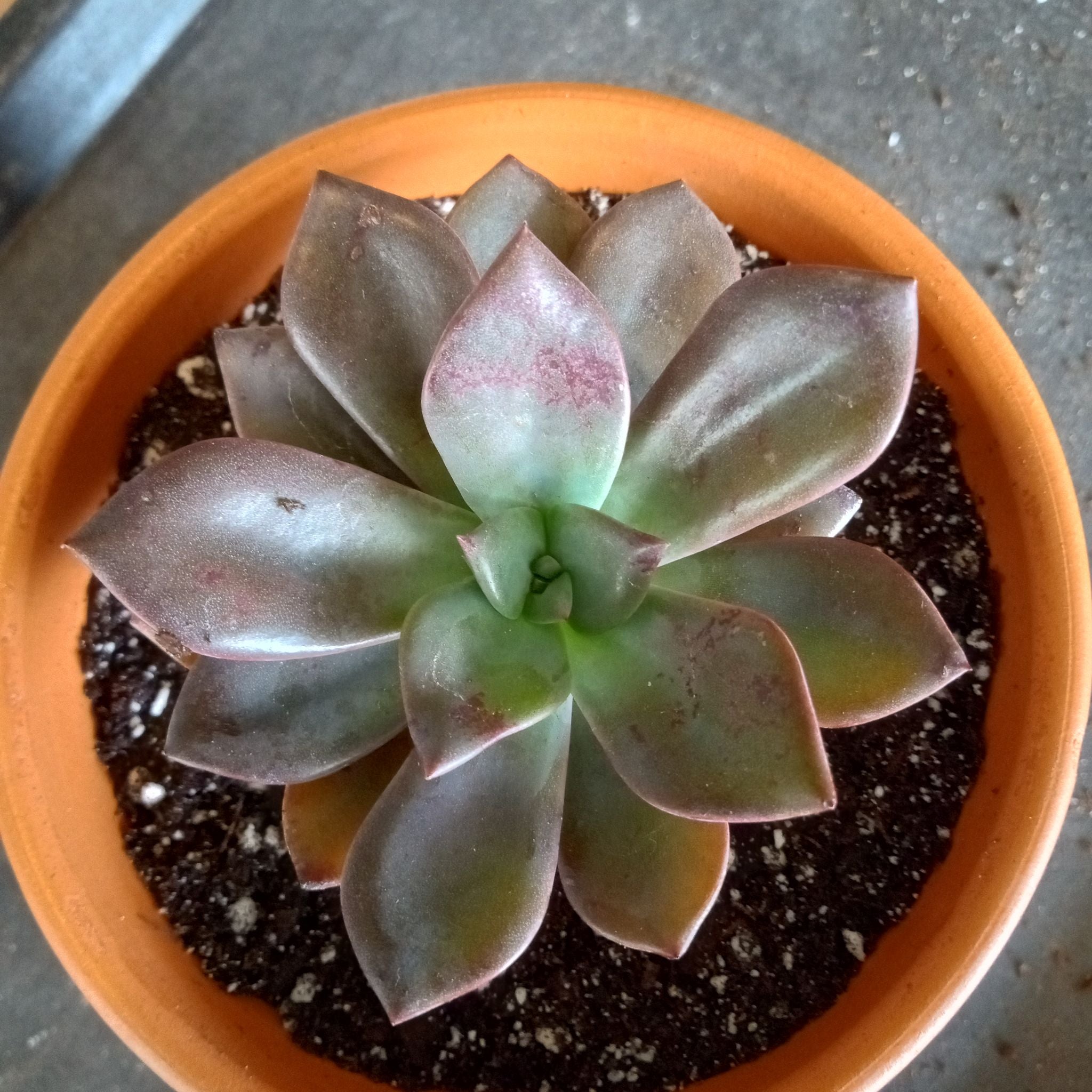 Echeveria 'Jessica' Plant Care: Water, Light, Nutrients | Greg App 🌱