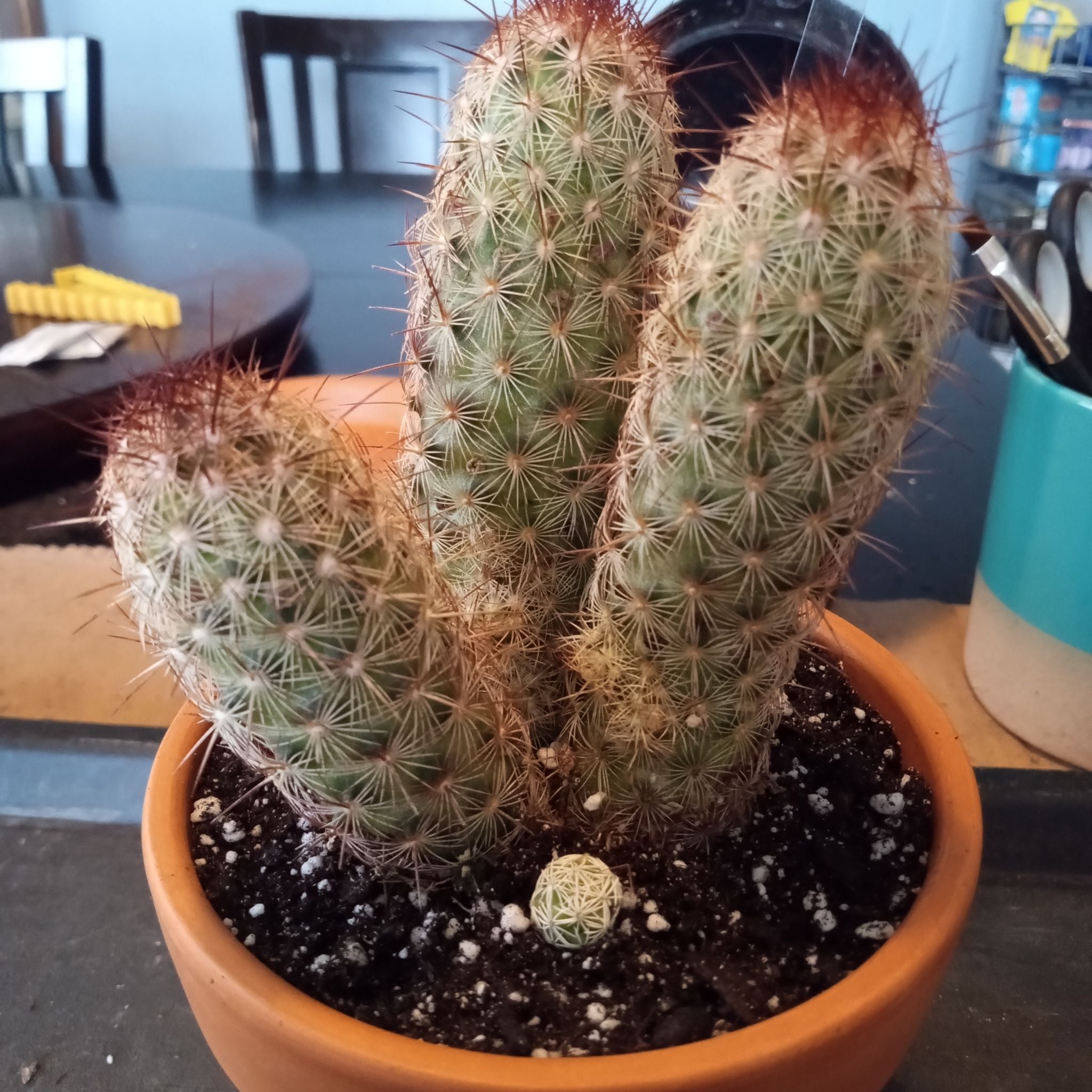 Keep Your Lady Finger Cactus 'Julio' Alive: Light, Water & Care ...