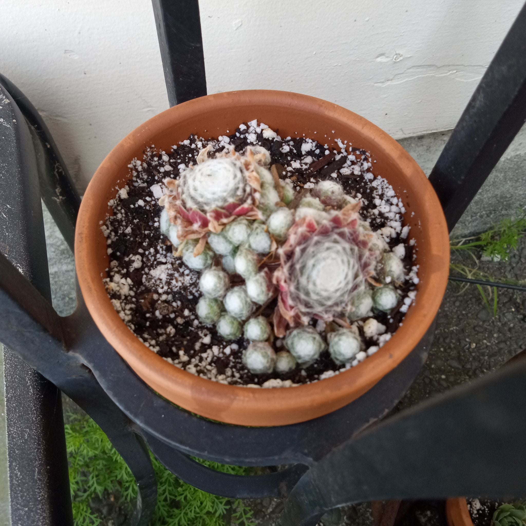 How to Care for Sempervivum 'Red Cobweb': Mastering Water, Sunlight & More