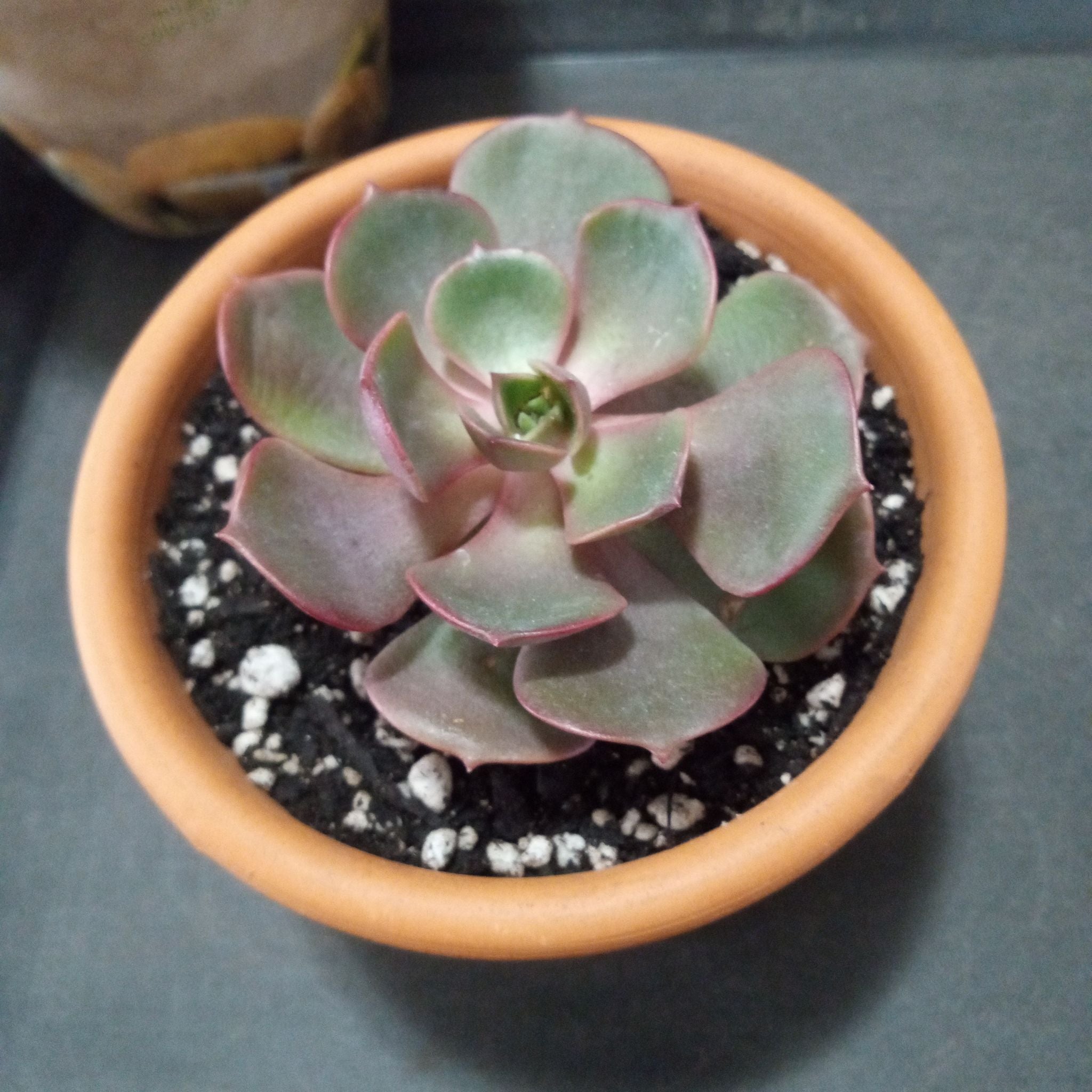 Echeveria 'Vampire Red ball' Plant Care: Water, Light, Nutrients | Greg ...