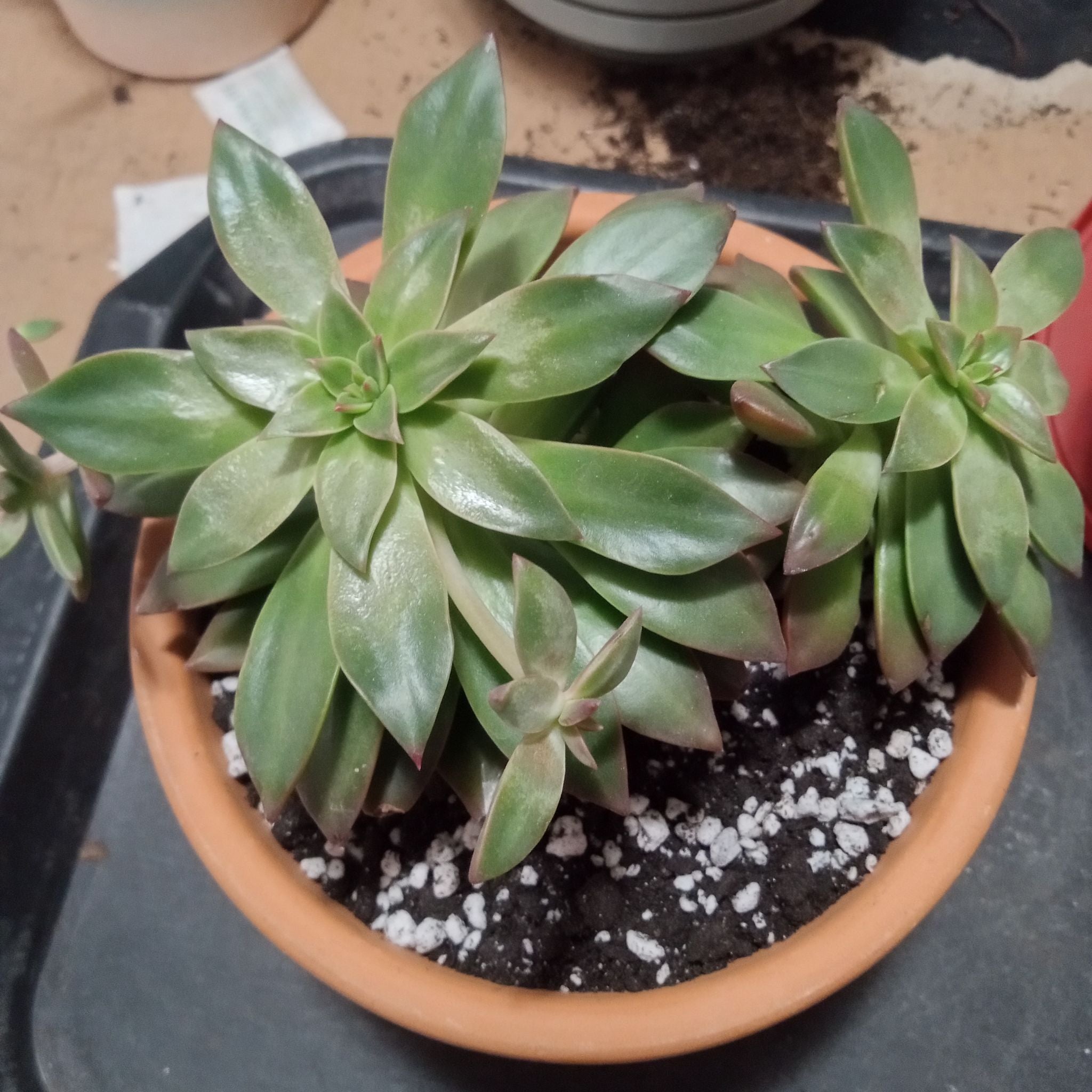 Tacisedum 'Solar Flare' Plant Care: Water, Light, Nutrients | Greg App 🌱