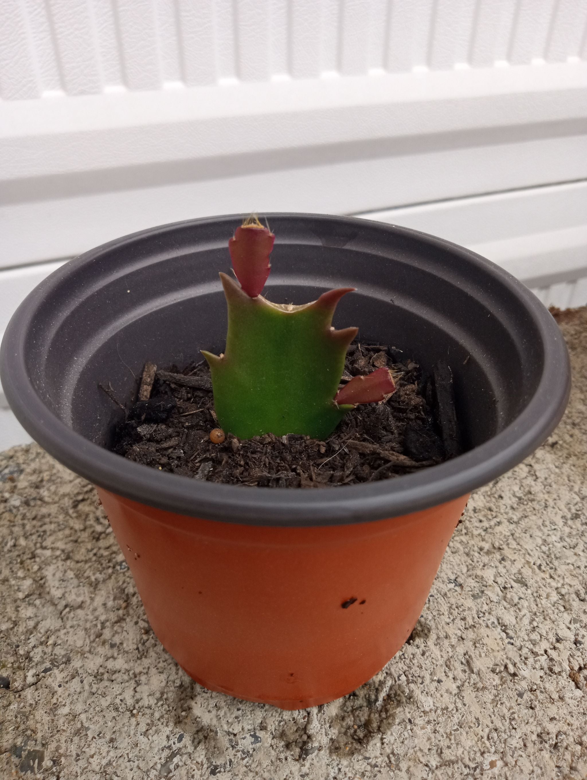 False Christmas Cactus: How Much Water & Light Does it Need to Thrive?