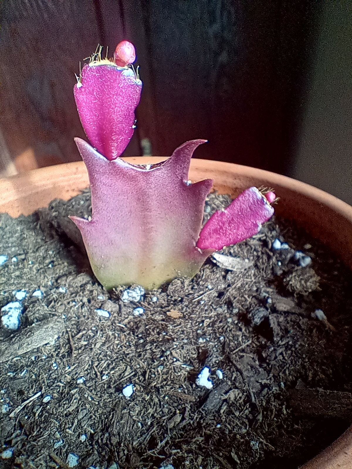 How to Care for False Christmas Cactus: Mastering Water, Sunlight & More