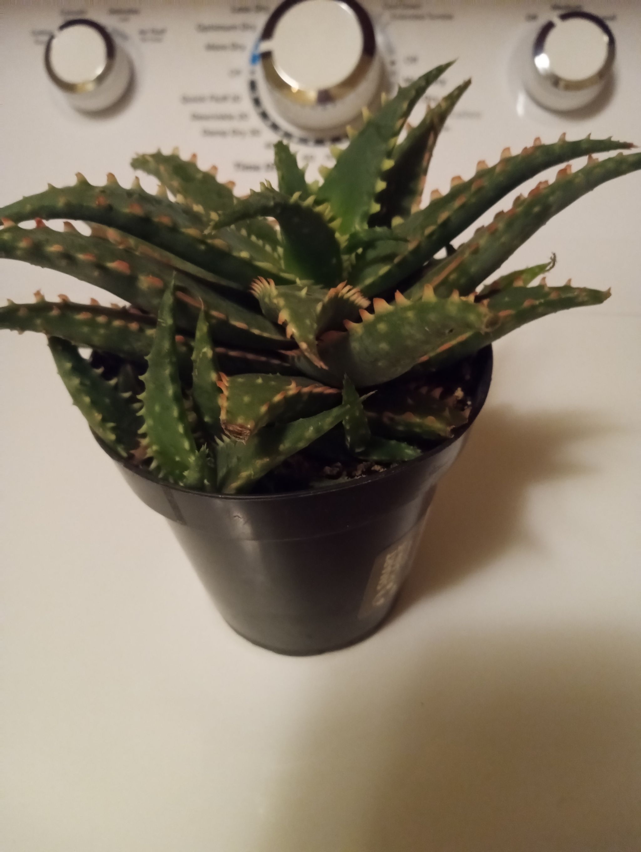 Aloe 'T-Rex' Plant Care: Water, Light, Nutrients | Greg App 🌱
