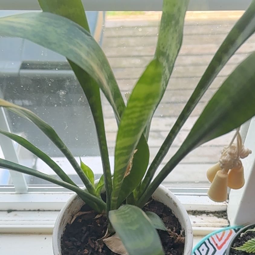 Nemo | A plant by @StarFalseashok on Greg