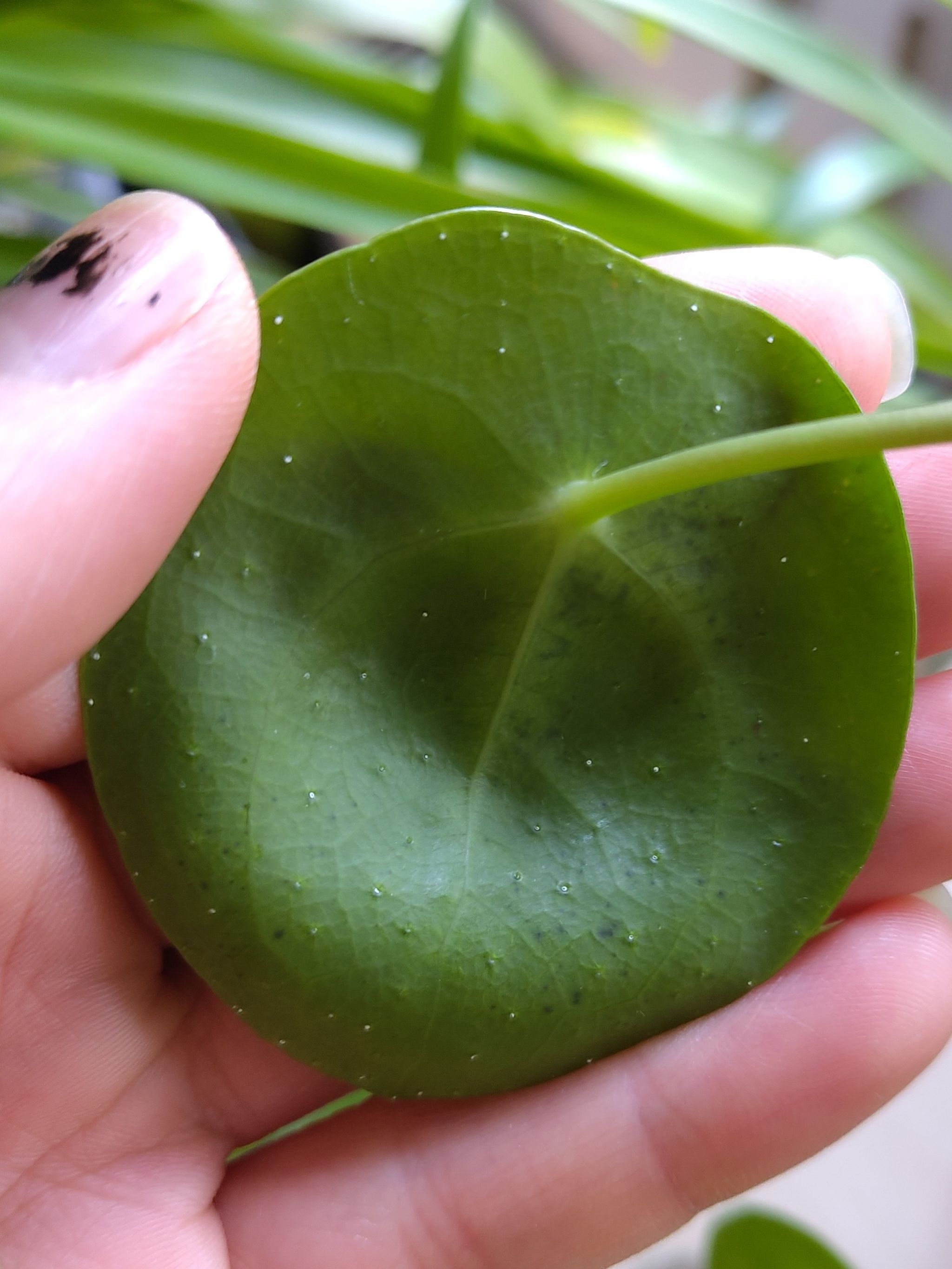 How to Care for Chinese Money Plant: Mastering Water, Sunlight & More