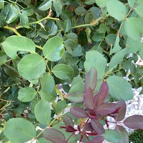 Gregarious | A plant by @CrispGollumjade on Greg