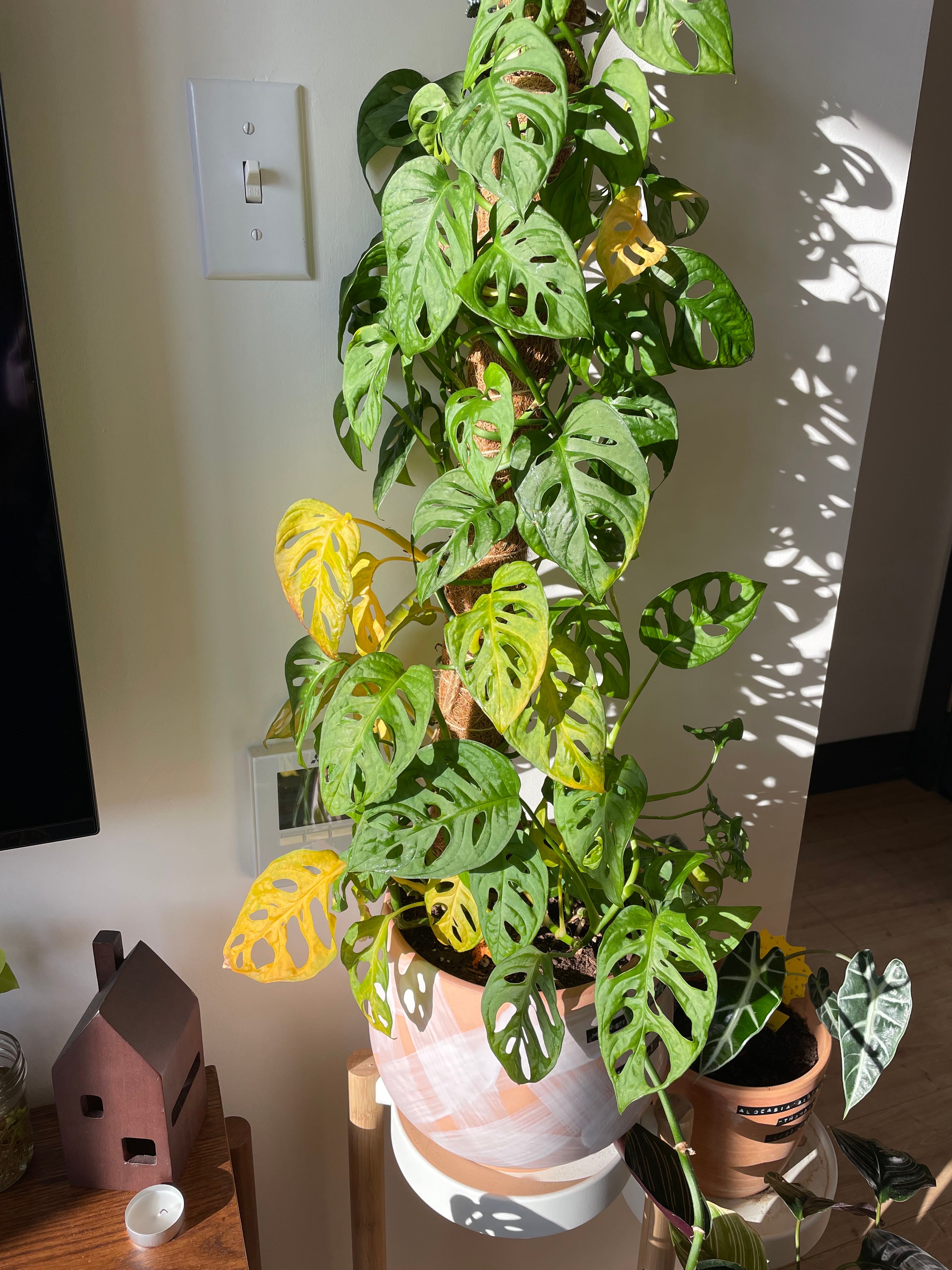 Window Leaf Care 101: Water, Light & Growing Tips