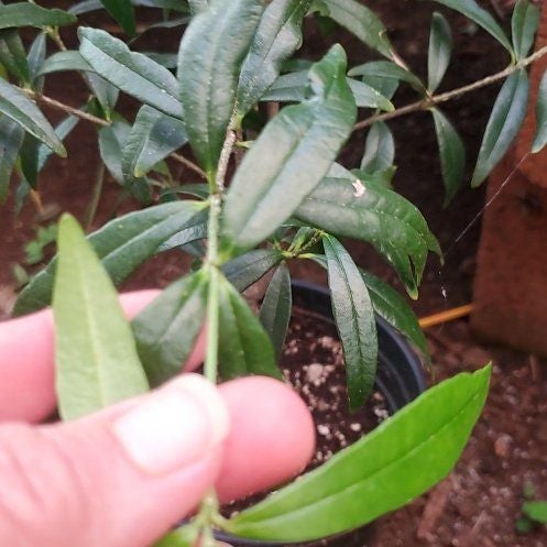 Maile: How Much Water & Light Does it Need to Thrive?