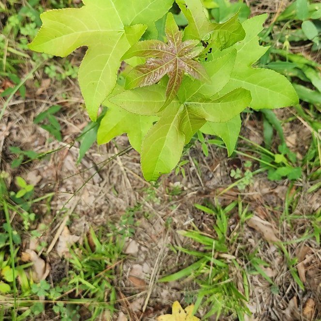 American Sweetgum Plant Care: Water, Light, Nutrients | Greg App 🌱