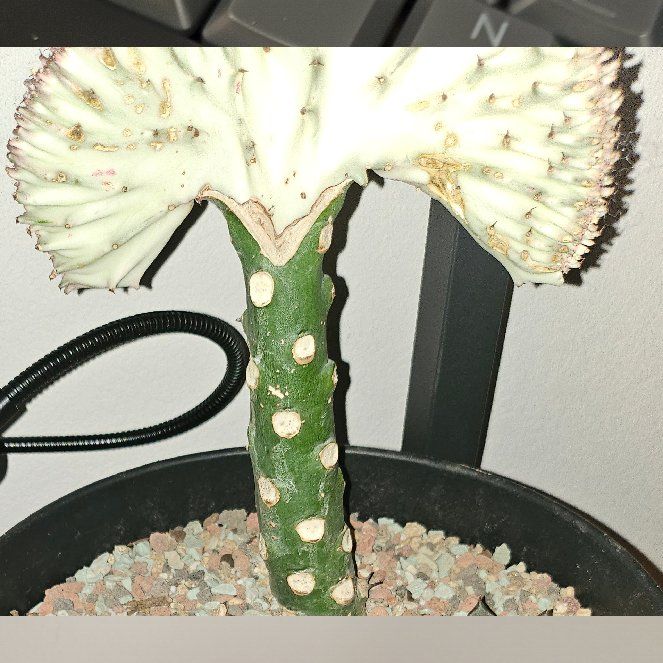 Dax | A plant by @CleverSpiderman on Greg