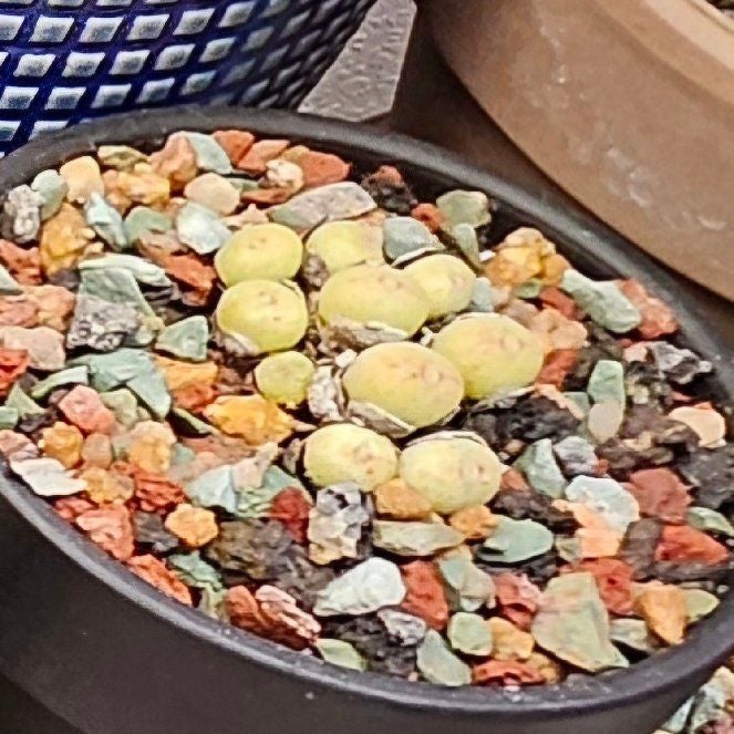 The Complete Red Lips Succulent Plant Care Guide: Water, Light & Beyond