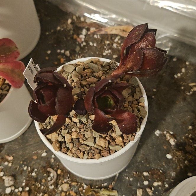 Semponium 'Vortex' Plant Care: Water, Light, Nutrients | Greg App 🌱