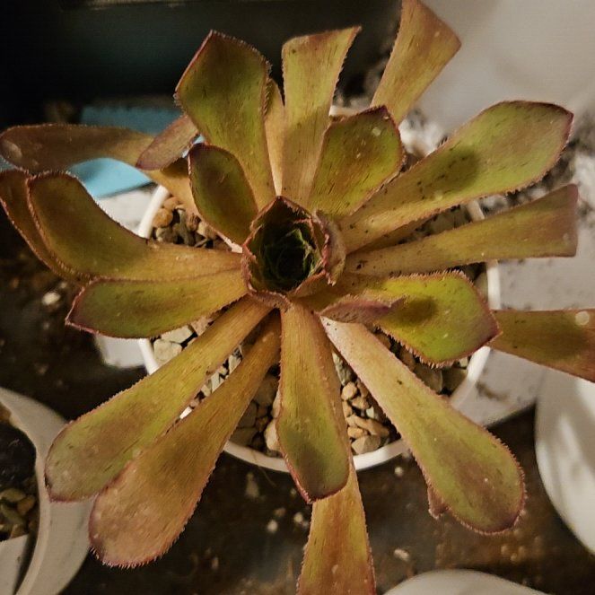 Semponium 'Sienna' Plant Care: Water, Light, Nutrients | Greg App 🌱