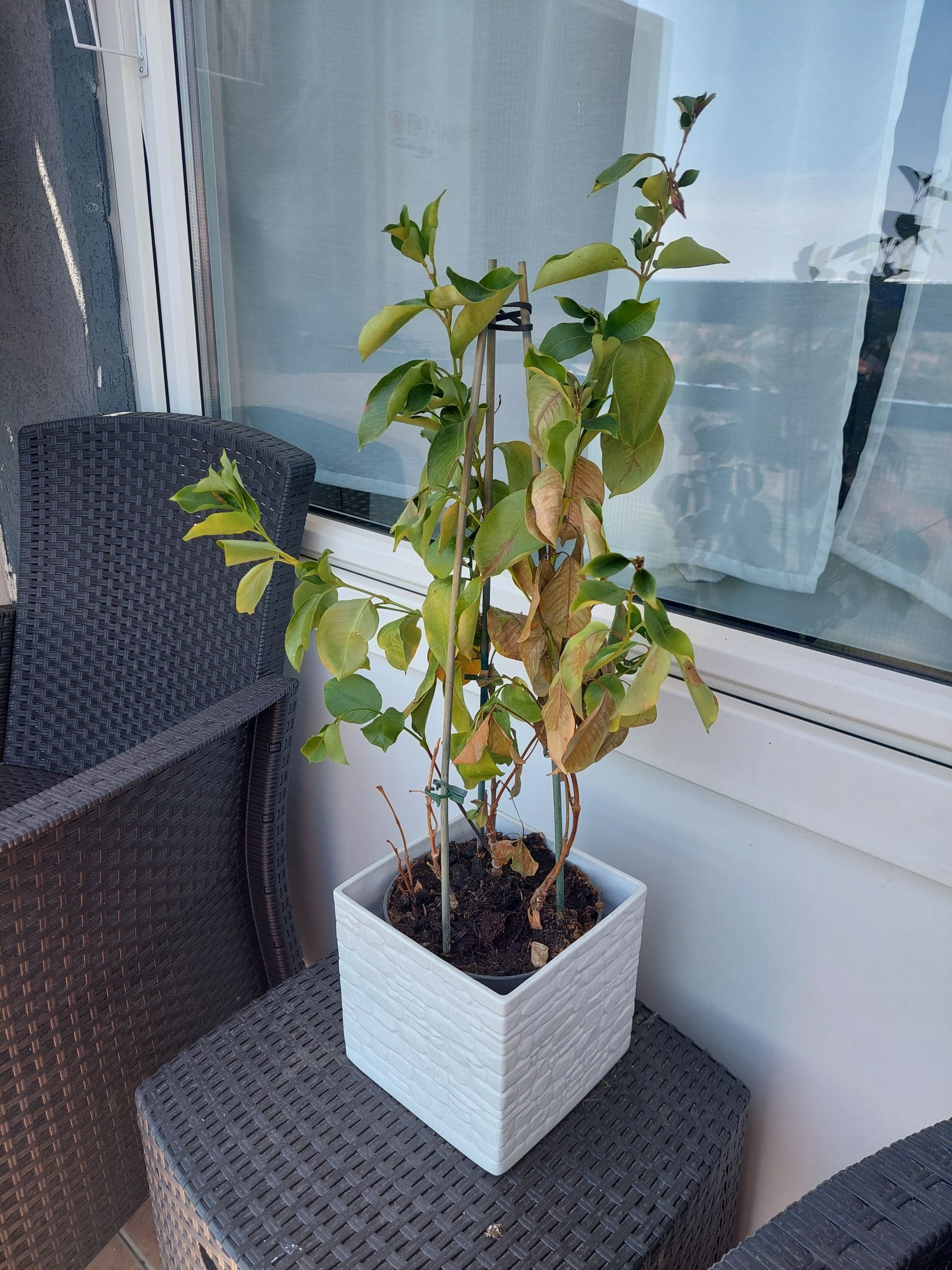 5 Tips for Fixing Flower Problems in Dipladenia 'Rio'