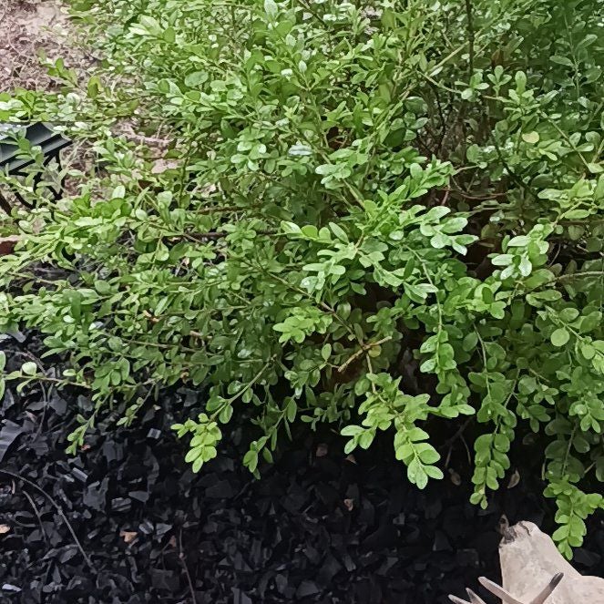 Wild Lime Plant Care: Water, Light, Nutrients | Greg App 🌱