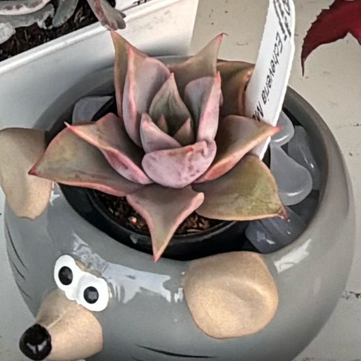 Keep Your Miya Alive: Light, Water & Care Instructions