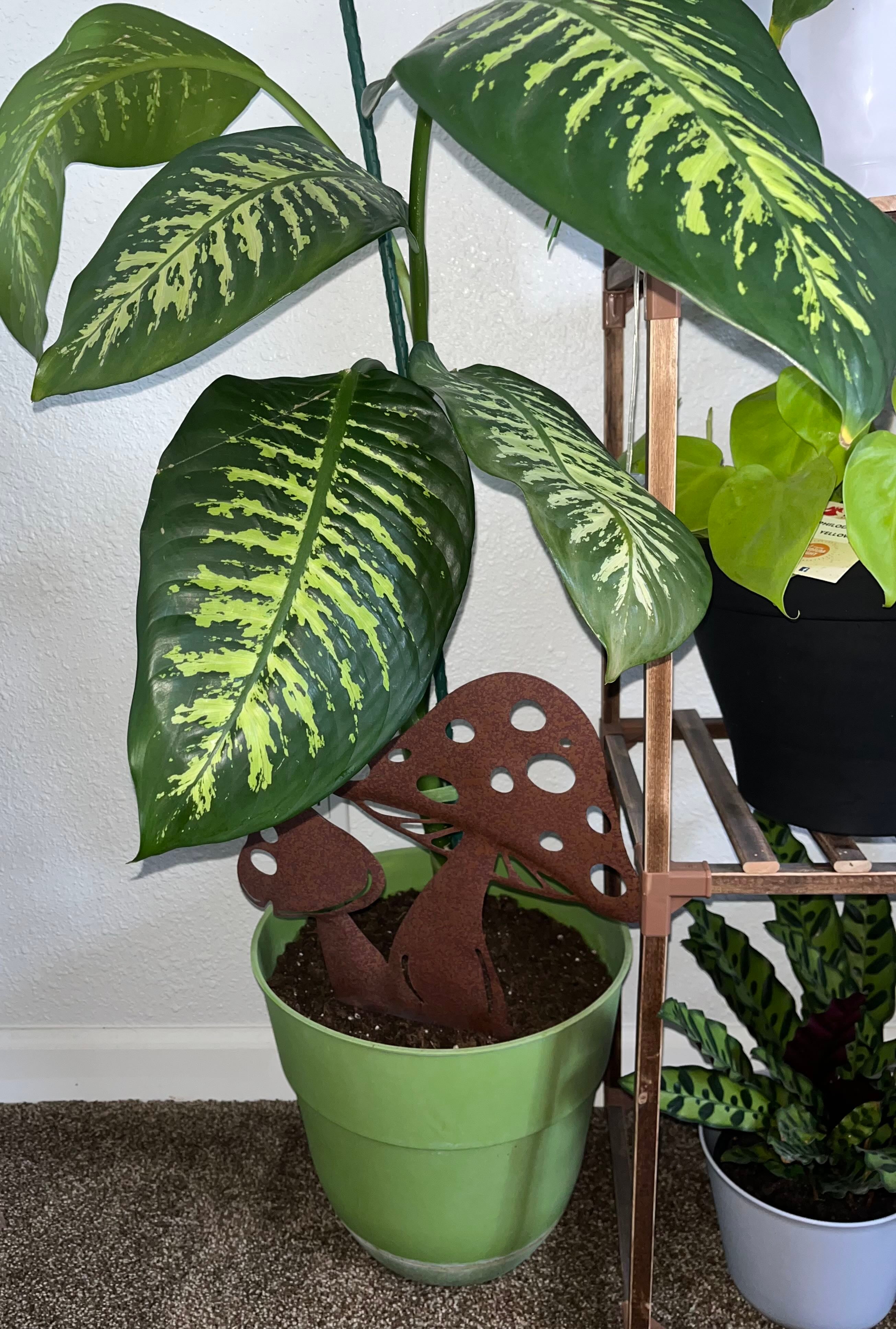 The Complete Dumb Cane Plant Care Guide: Water, Light & Beyond