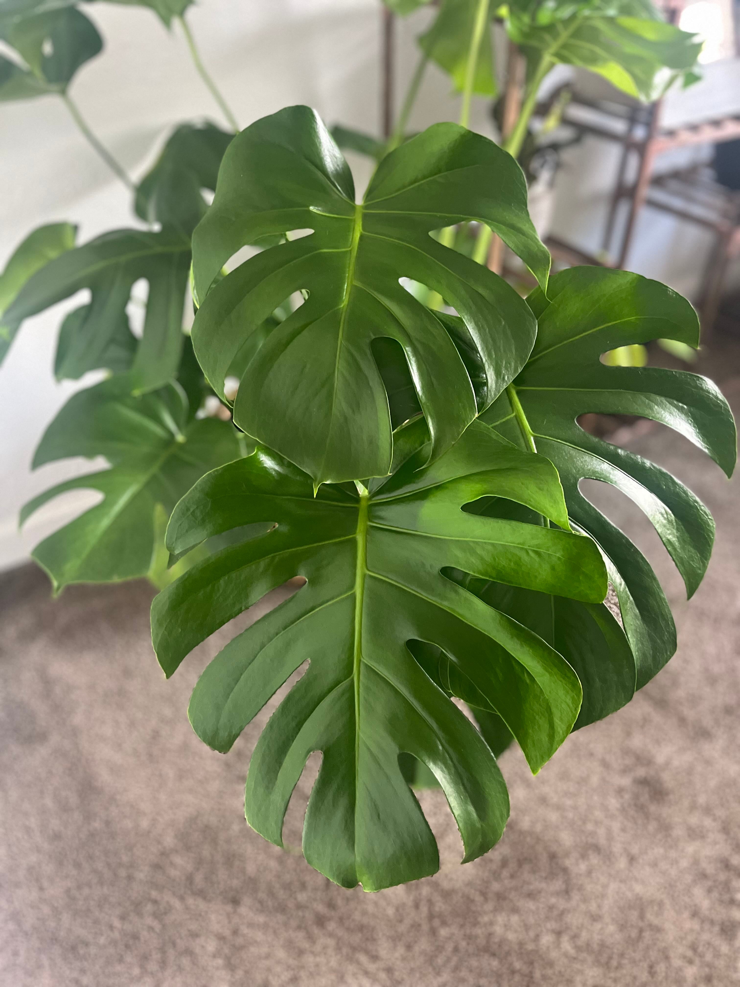 Monstera Green Galaxy (sp Peru): How Much Water & Light Does it Need to ...