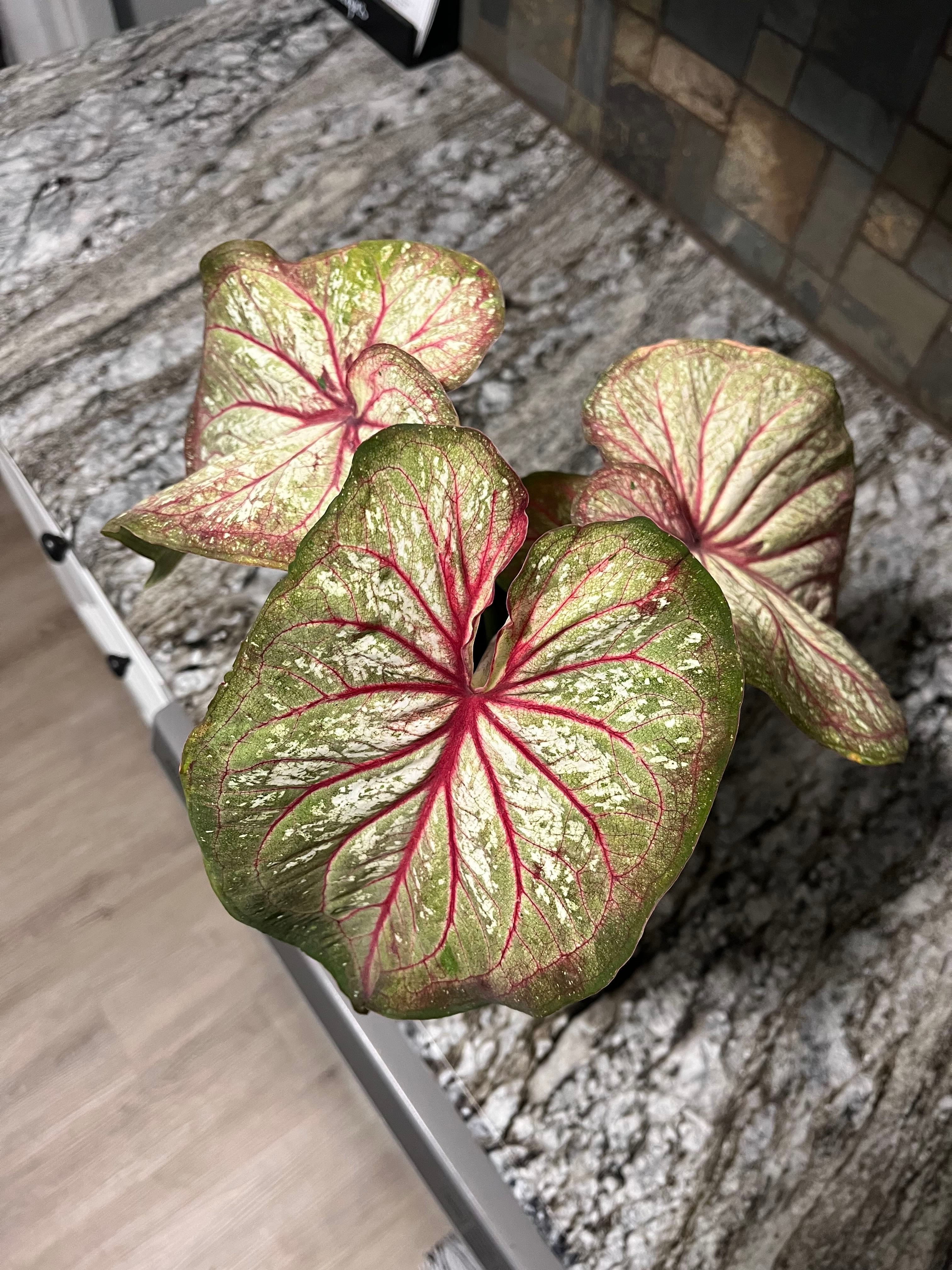 Cutting Back Caladium 'Brandywine' Effectively