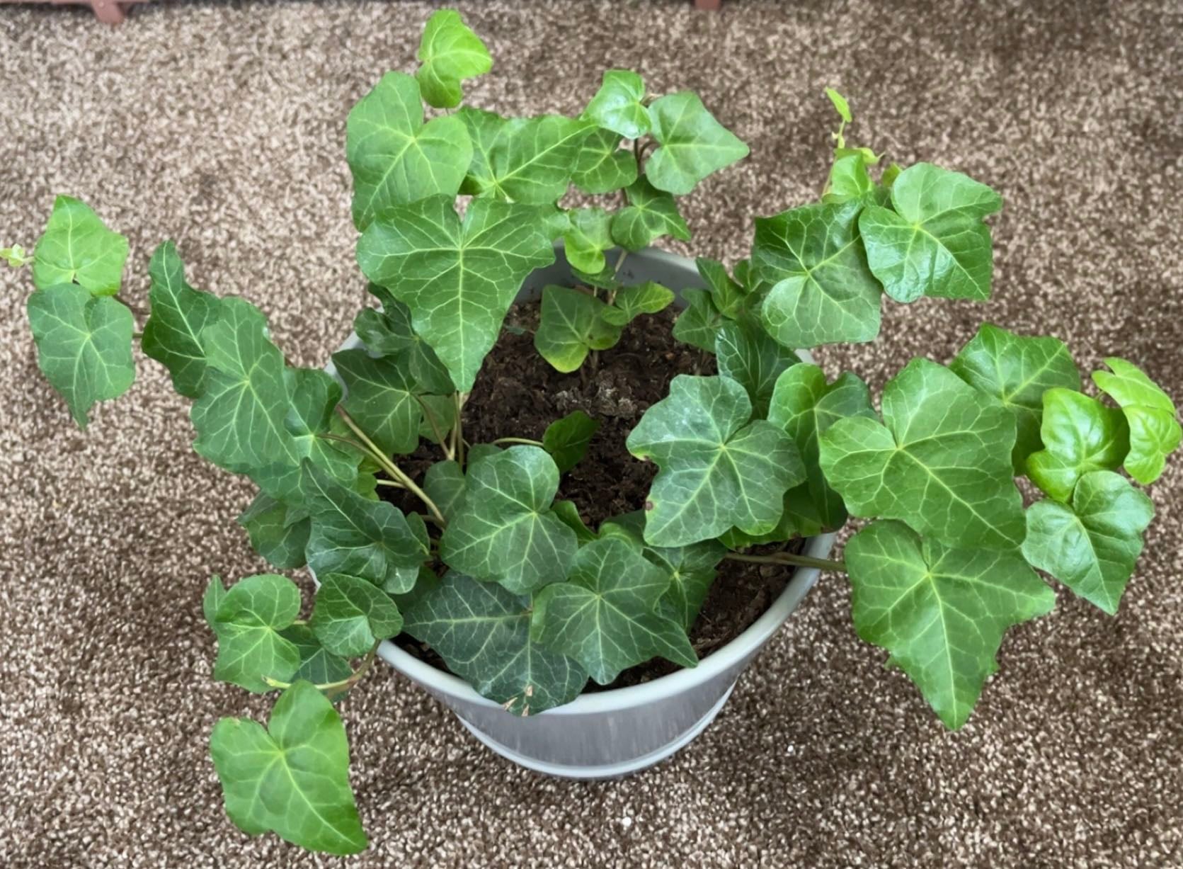 English Ivy Care 101: Water, Light & Growing Tips