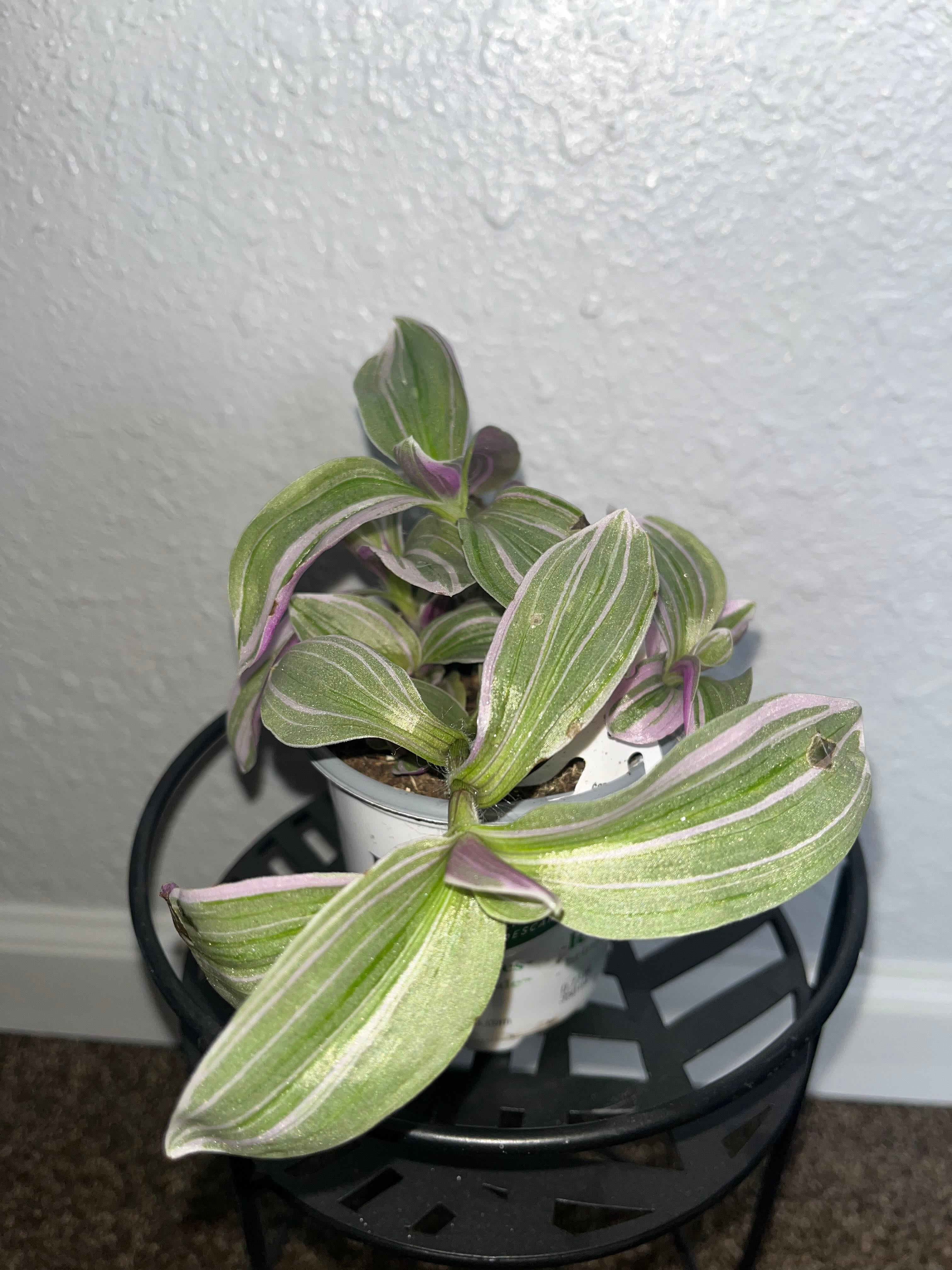 Propagating Your Small-leaf Spiderwort: Step-by-step Guide