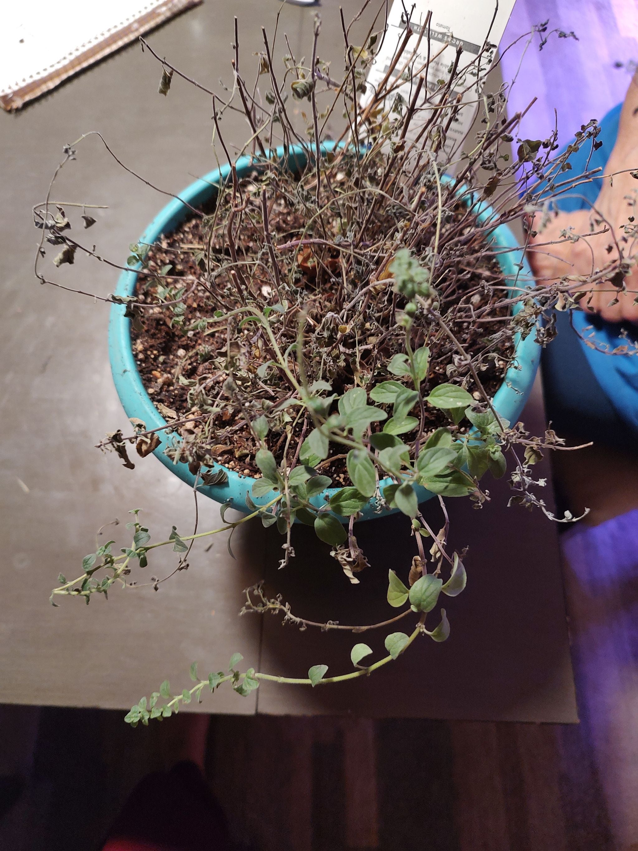 Ultimate Guide to Oregano Varieties 👨‍🍳