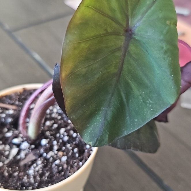 Colocasia Redemption Care 101: Water, Light & Growing Tips